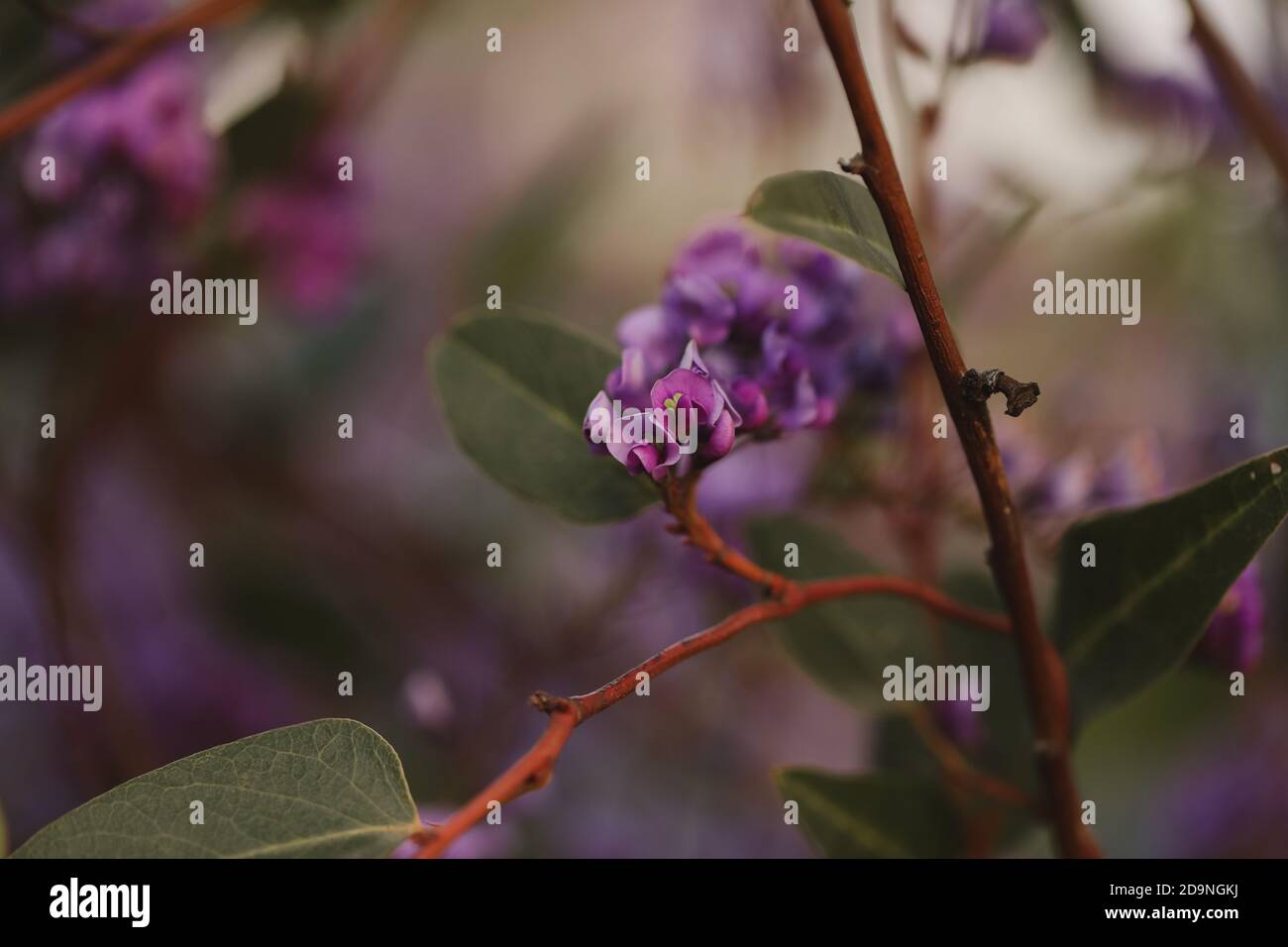 Purple happy wanderer flower Stock Photo - Alamy