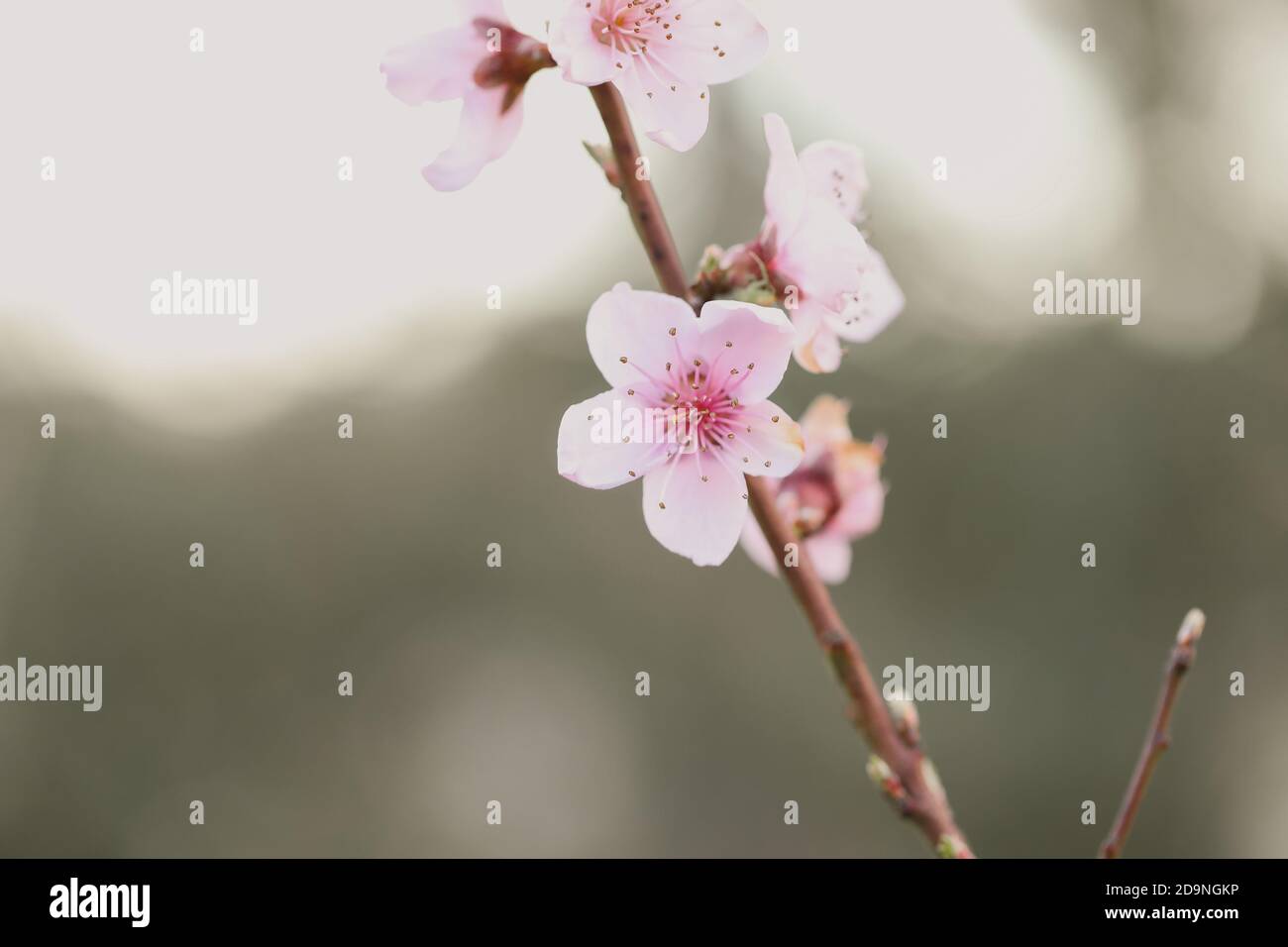 Horizontal shot of flowered tree branch Stock Photo - Alamy