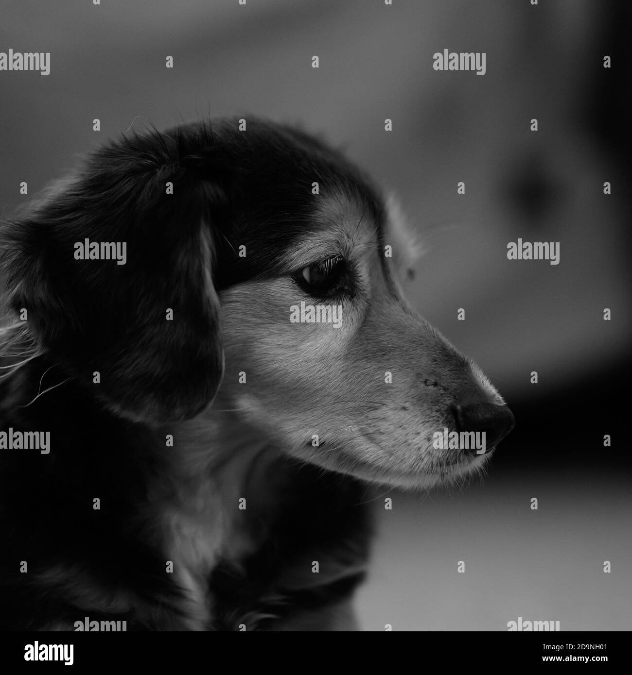 Grayscale shot of a cute dog on a street Stock Photo - Alamy