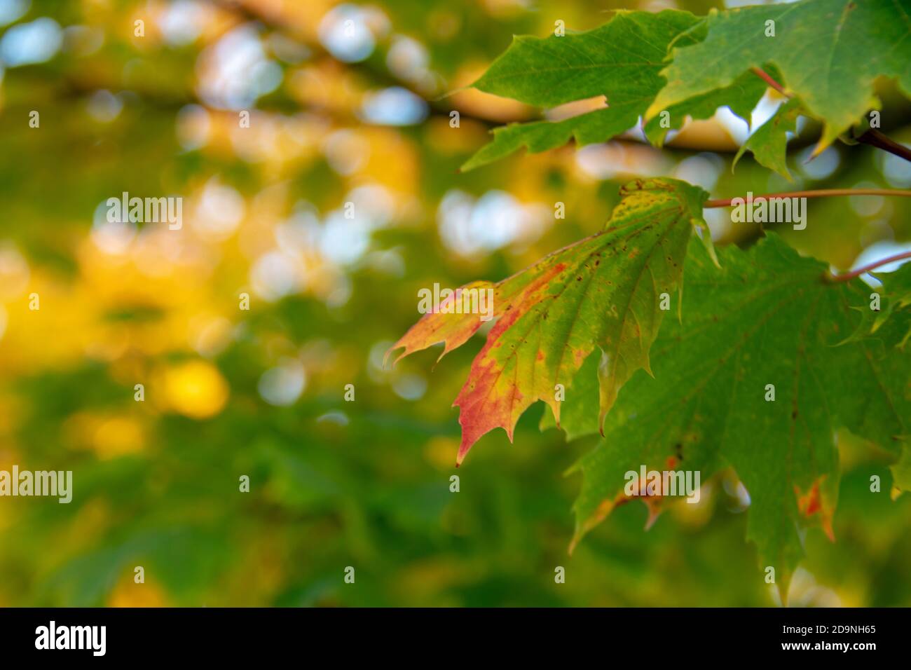 Green Maple tree fall leaf closeup in Schoneberg Berlin Stock Photo - Alamy