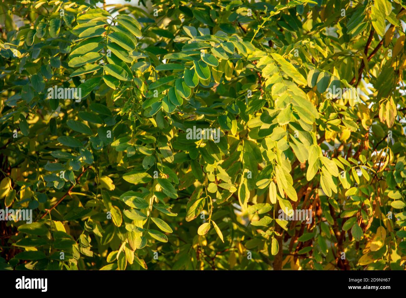 Robinia pseudoacacia closeup growing in Schoneberg Berlin Stock Photo ...