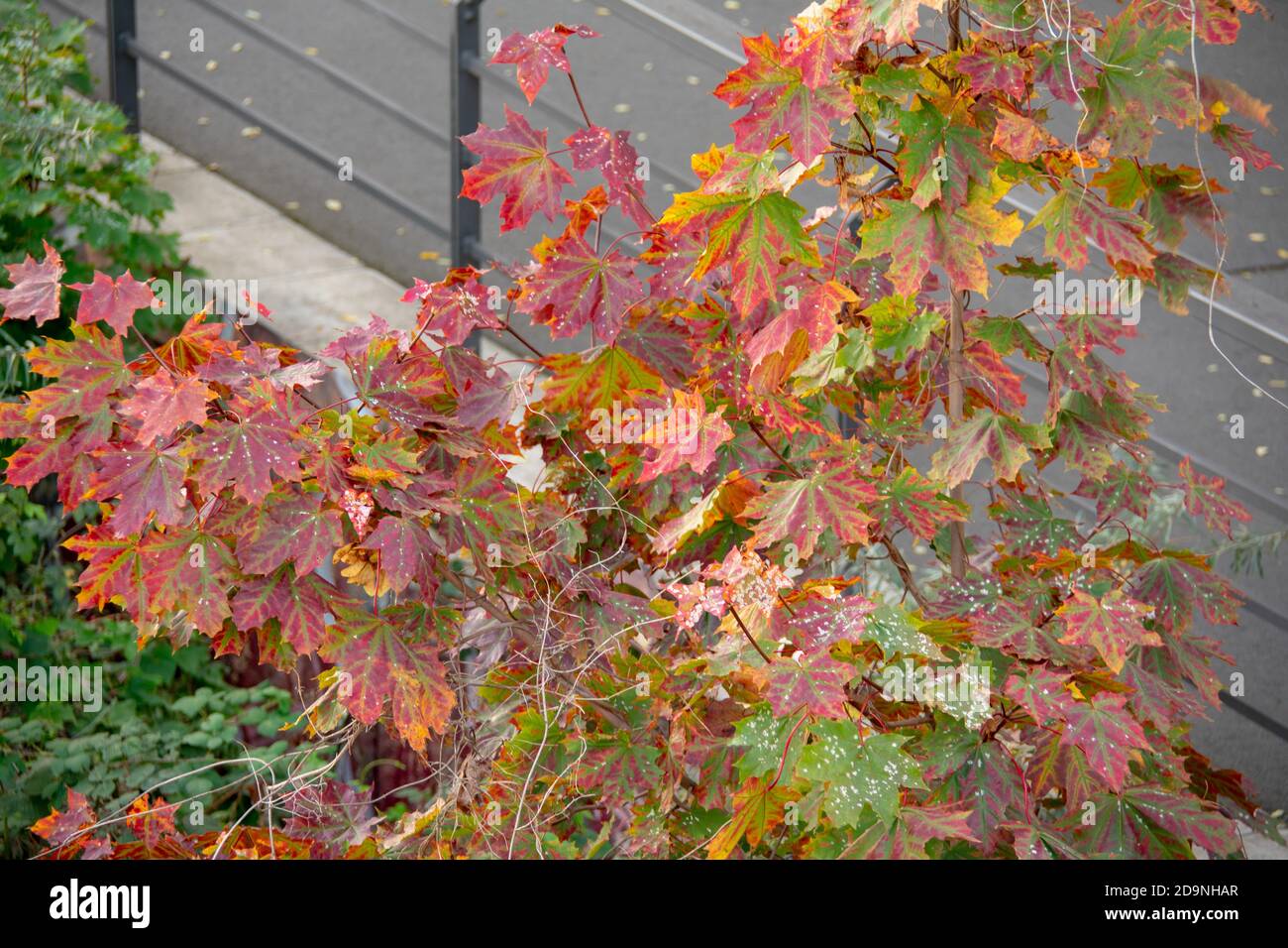 Maple tree branch growing on the street in Schoneberg Berlin Stock ...
