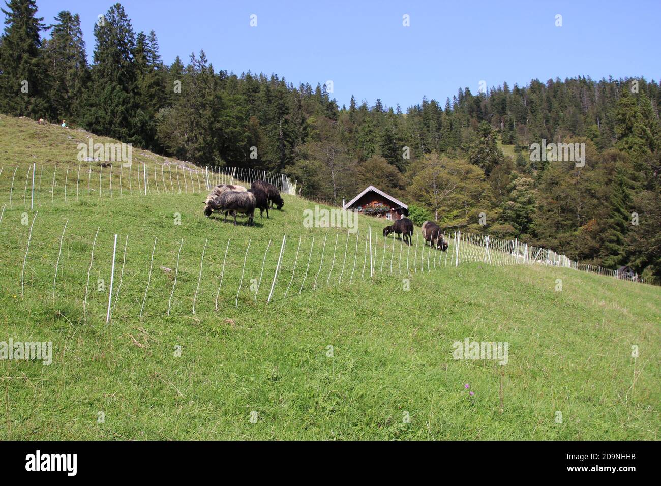 Germany, Bavaria, Upper Bavaria, Lenggries, Sylvenstein, alpine pasture ...