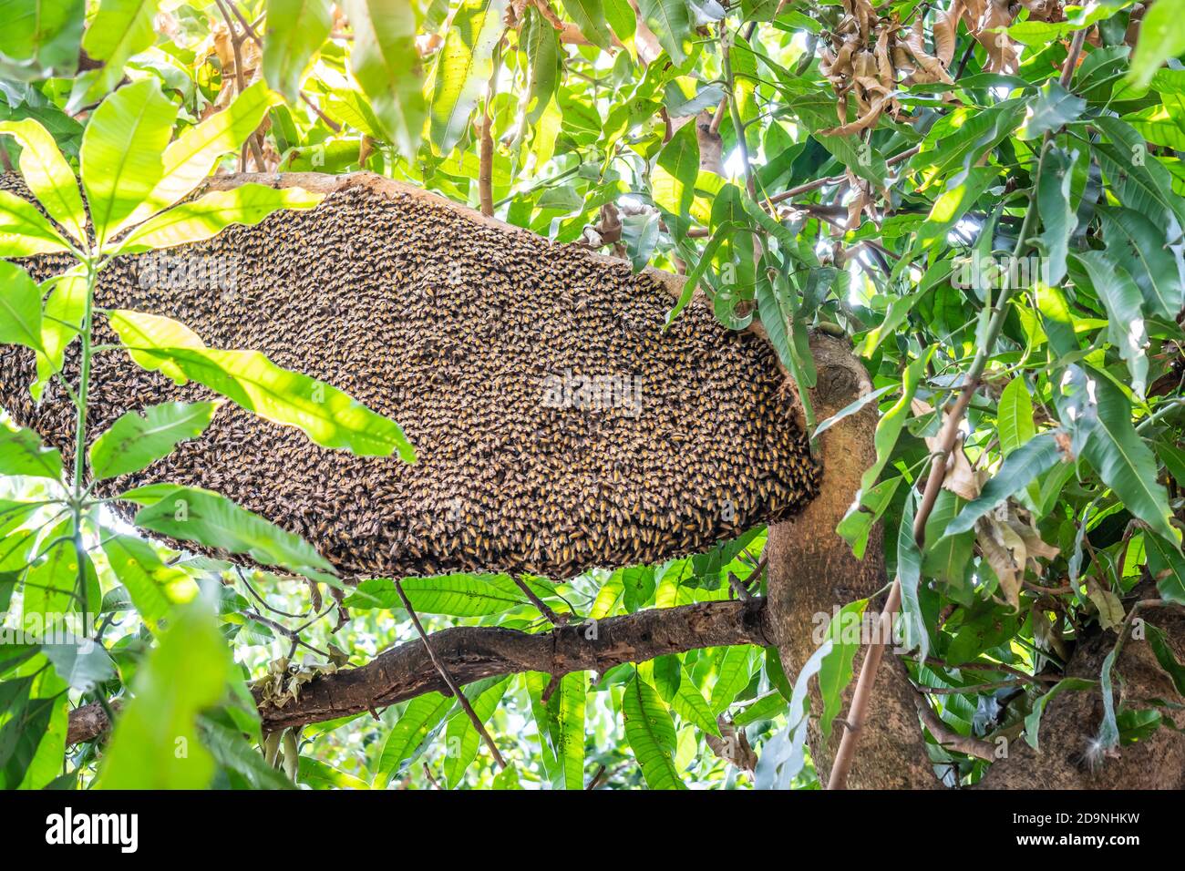 Many bees live in a nest on a tree in a natural forest with a large ...