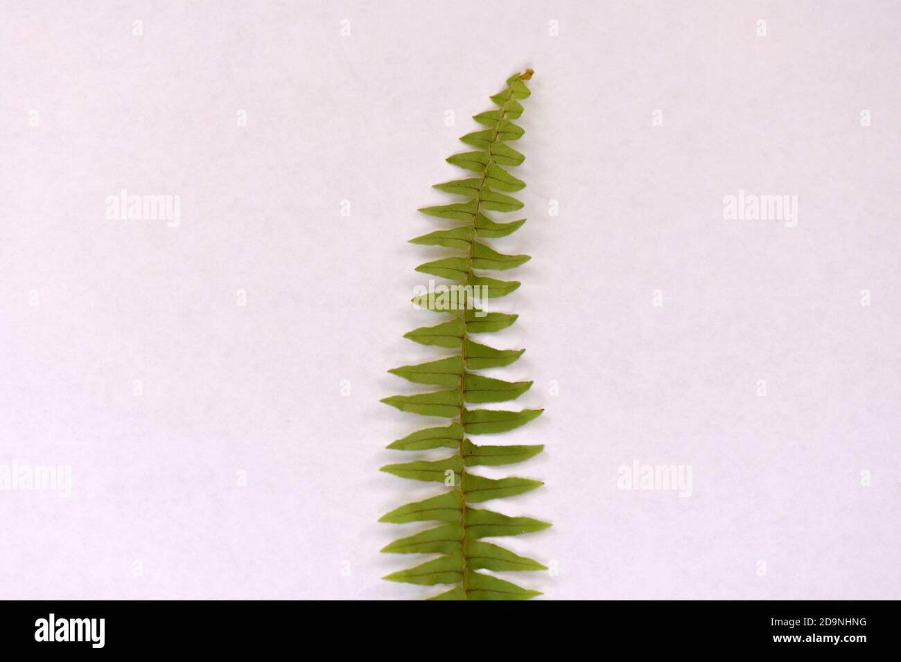 Fern tree branch hi-res stock photography and images - Alamy