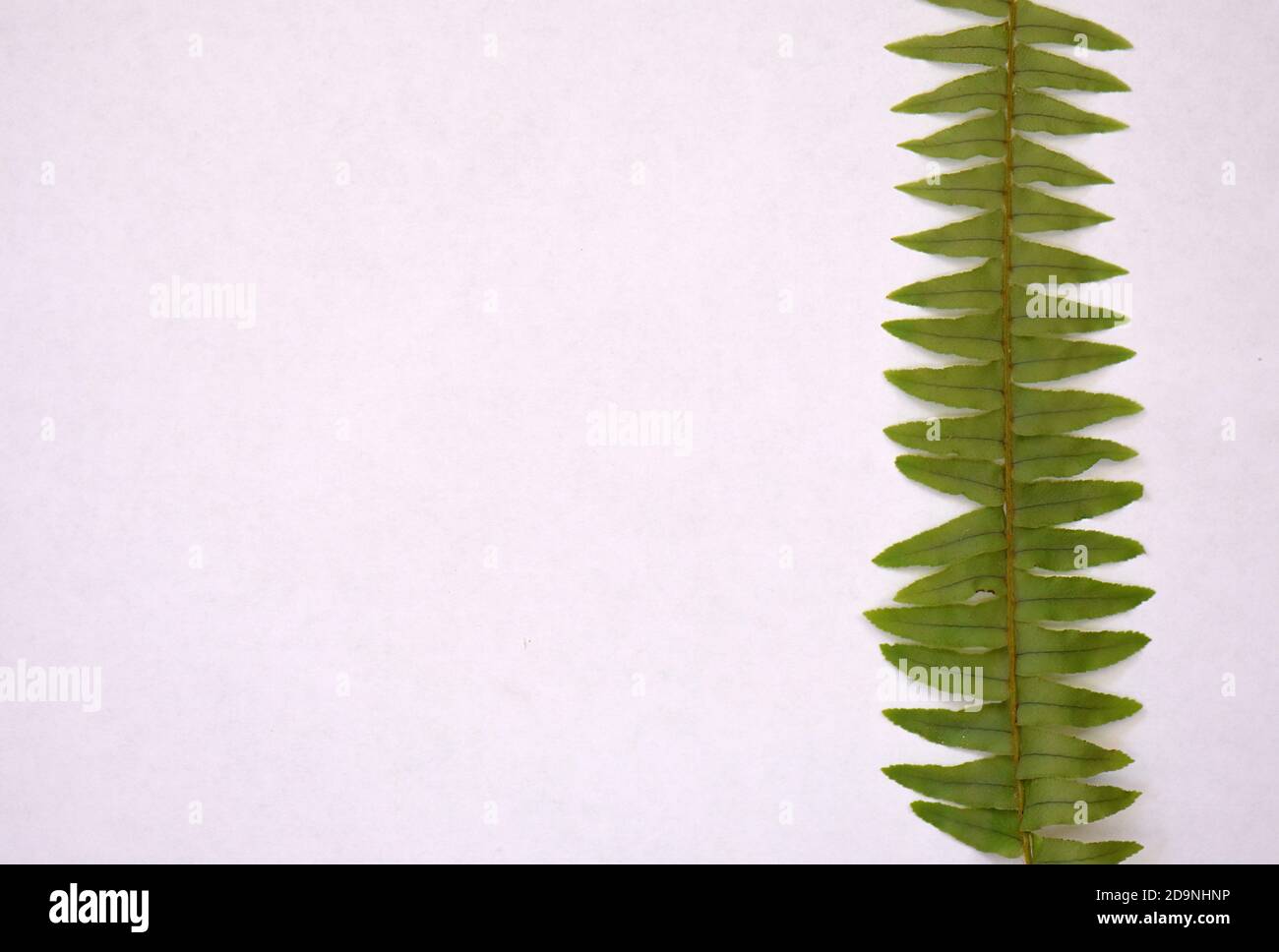 Golden tree fern hi-res stock photography and images - Alamy