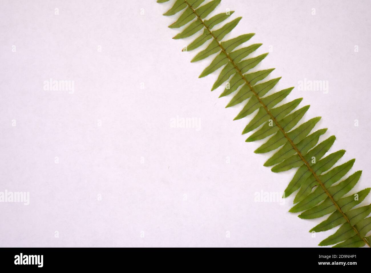 Tree fern branch hi-res stock photography and images - Alamy