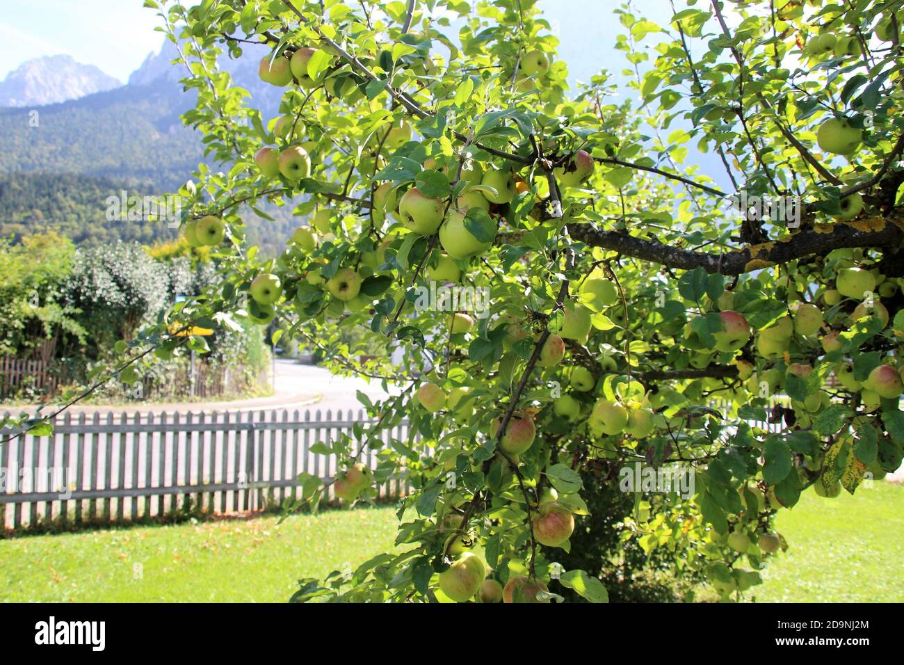 Germany, Bavaria, Upper Bavaria, Mittenwald, tree, apple tree, branches ...
