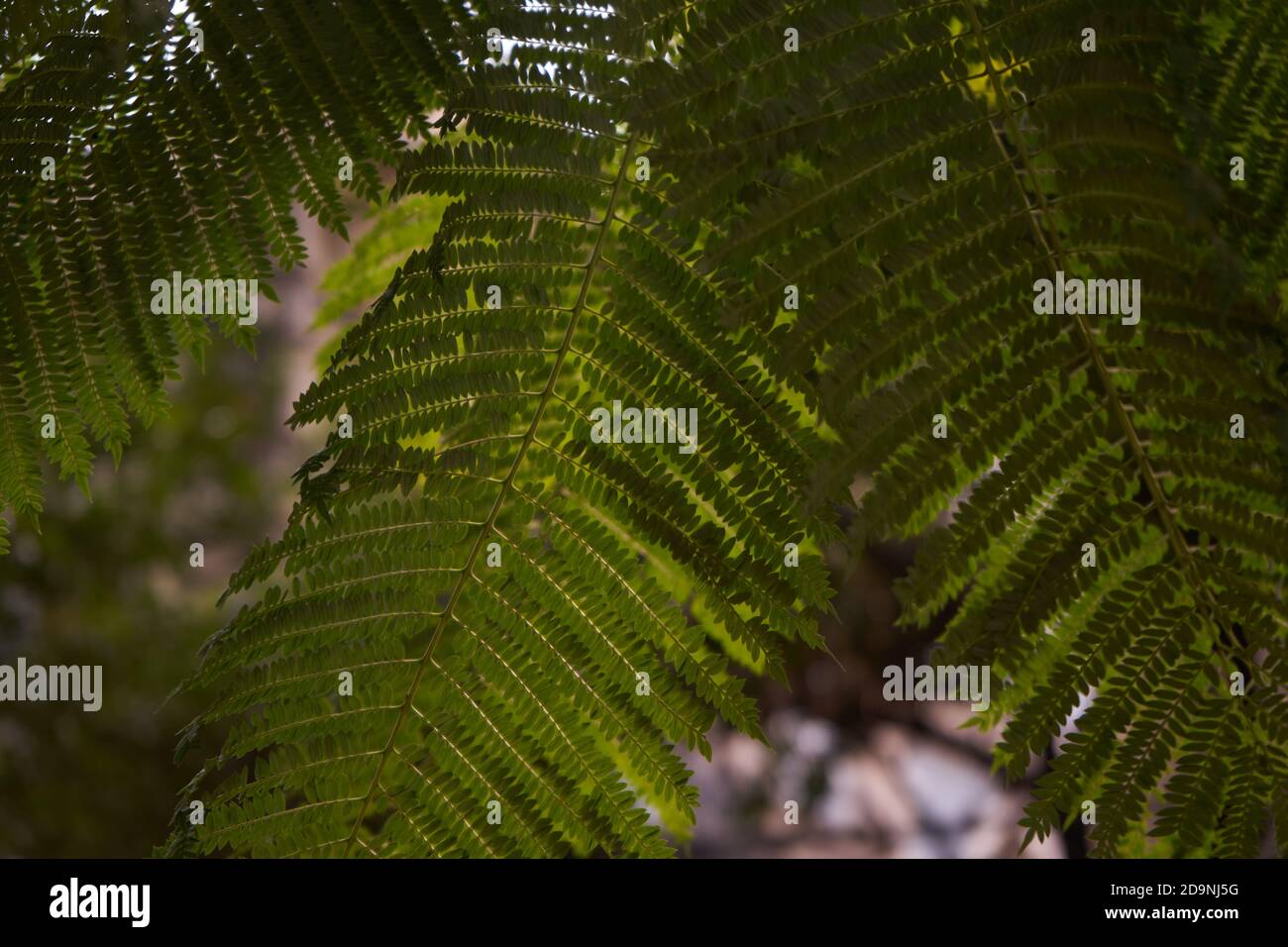 Leaves leaf translucent hi-res stock photography and images - Alamy