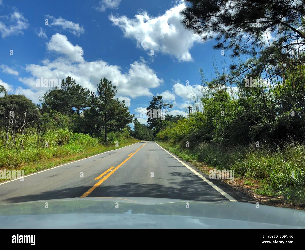 Point of view of a driver on a simple road in the middle of the forest ...
