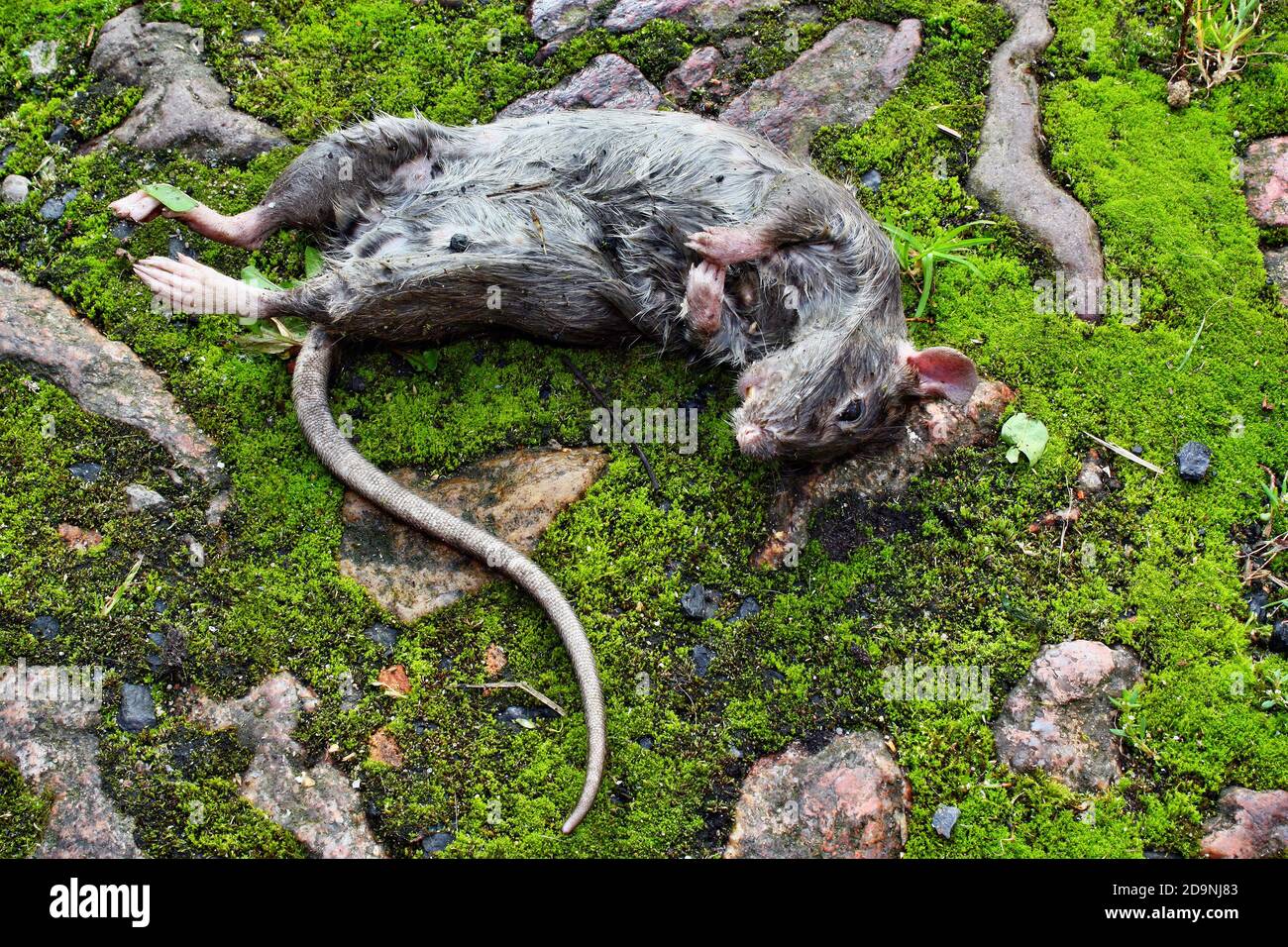 Big rat is lying on the grass after eating poisoned rodent Stock Photo ...