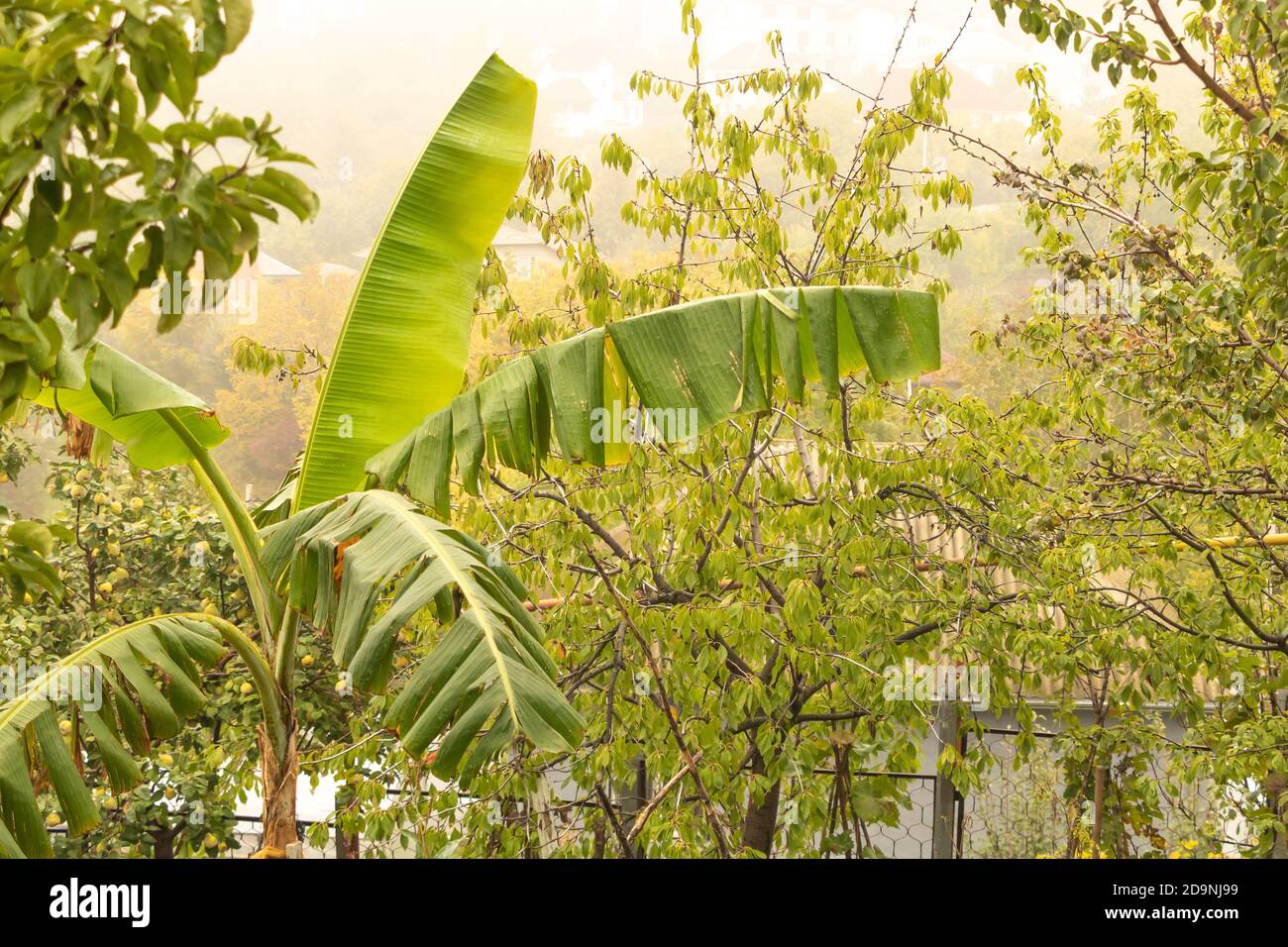 Beautiful banana tree hi-res stock photography and images - Alamy