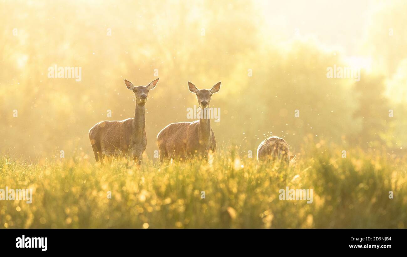 Happy roe deer hi-res stock photography and images - Alamy
