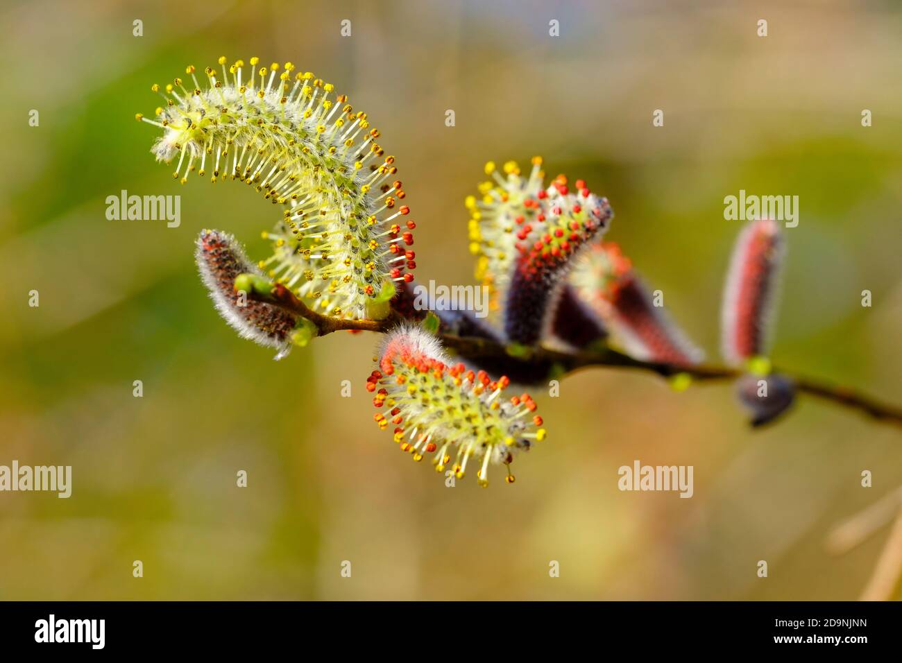 Salix purpurea hi-res stock photography and images - Alamy