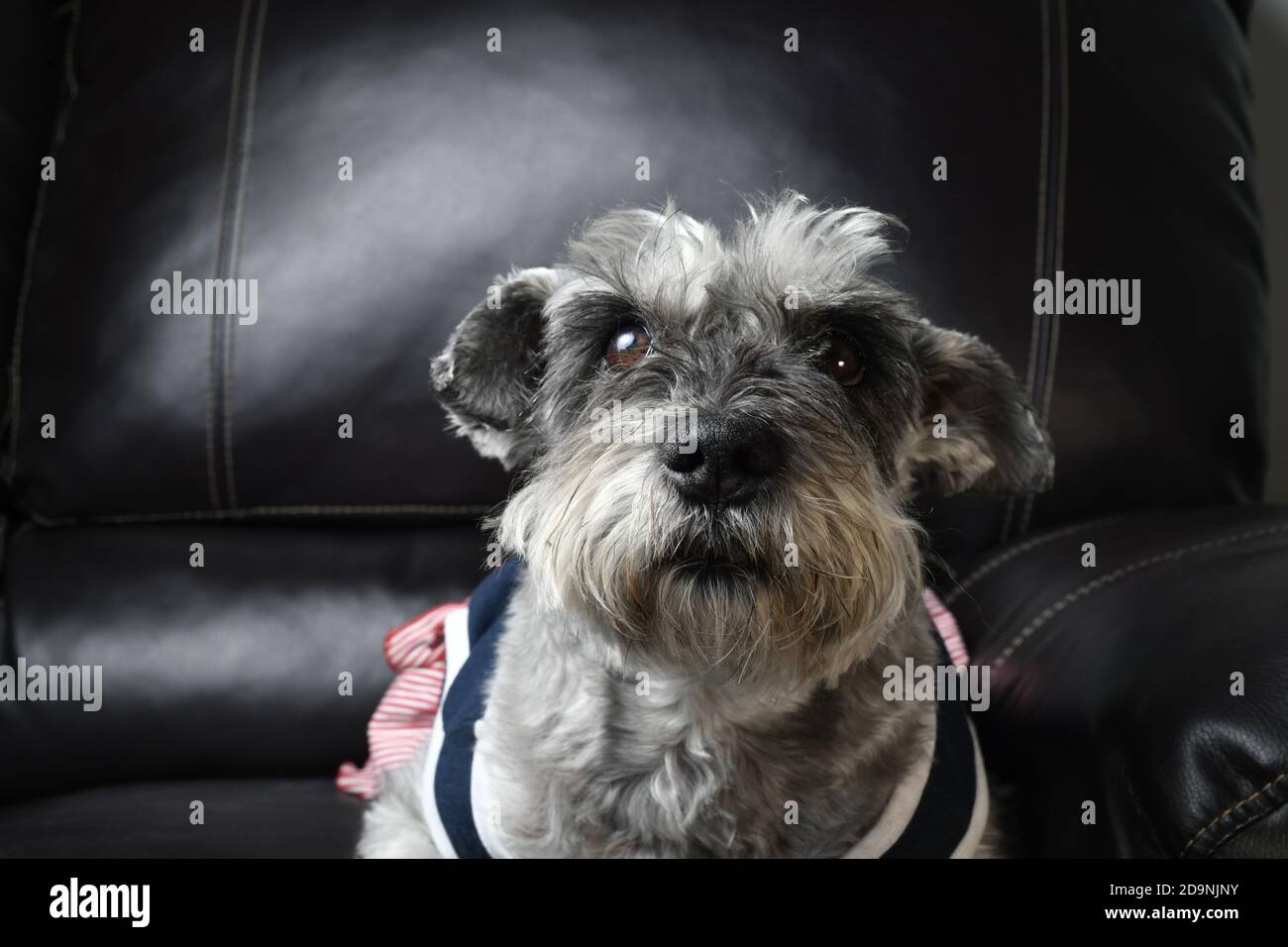 Closeup of a cute Miniature Schnauzer sitting on a leather sofa in a ...