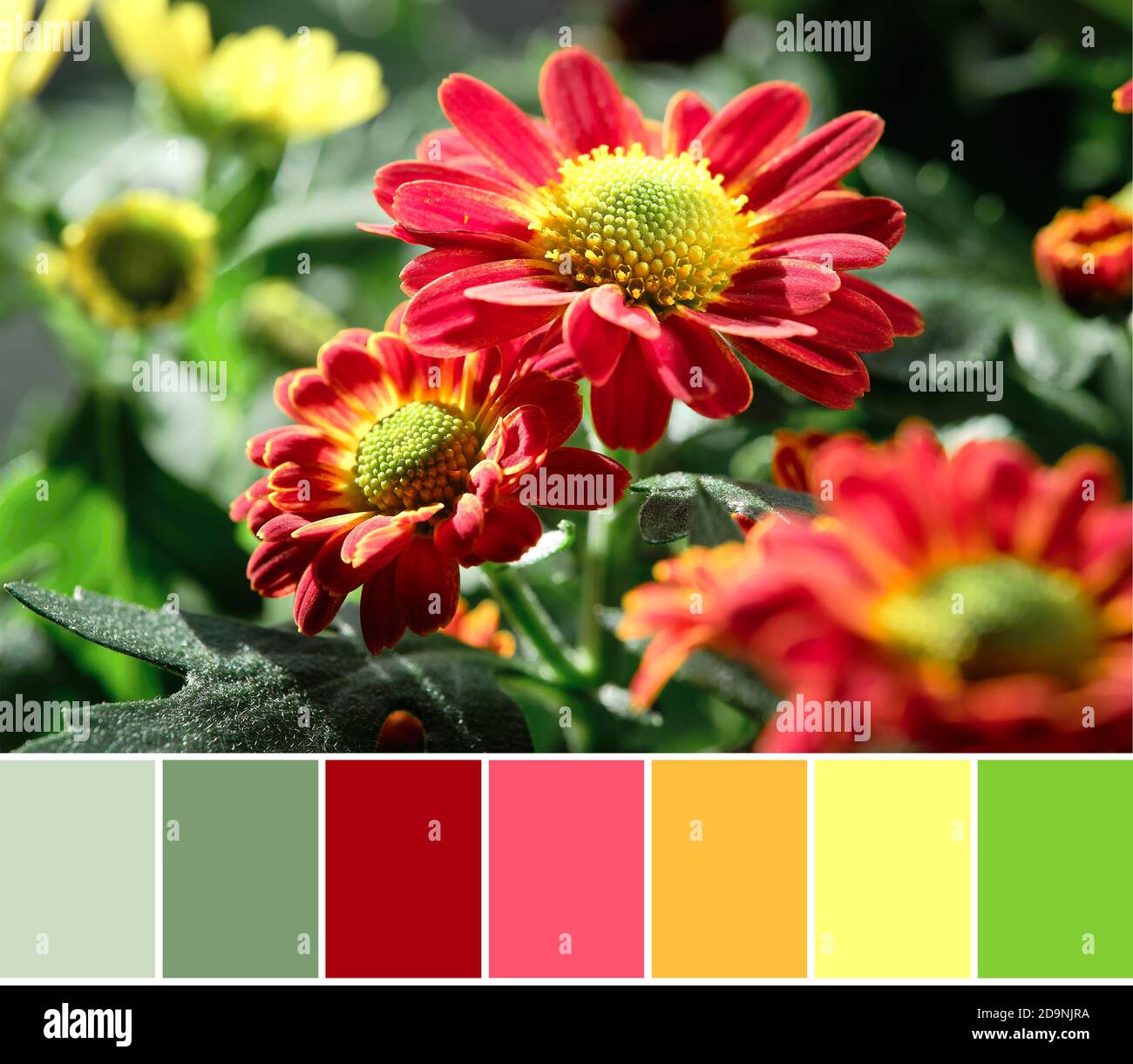 Color matching palette from close-up of dark red chrysantemum flowers ...