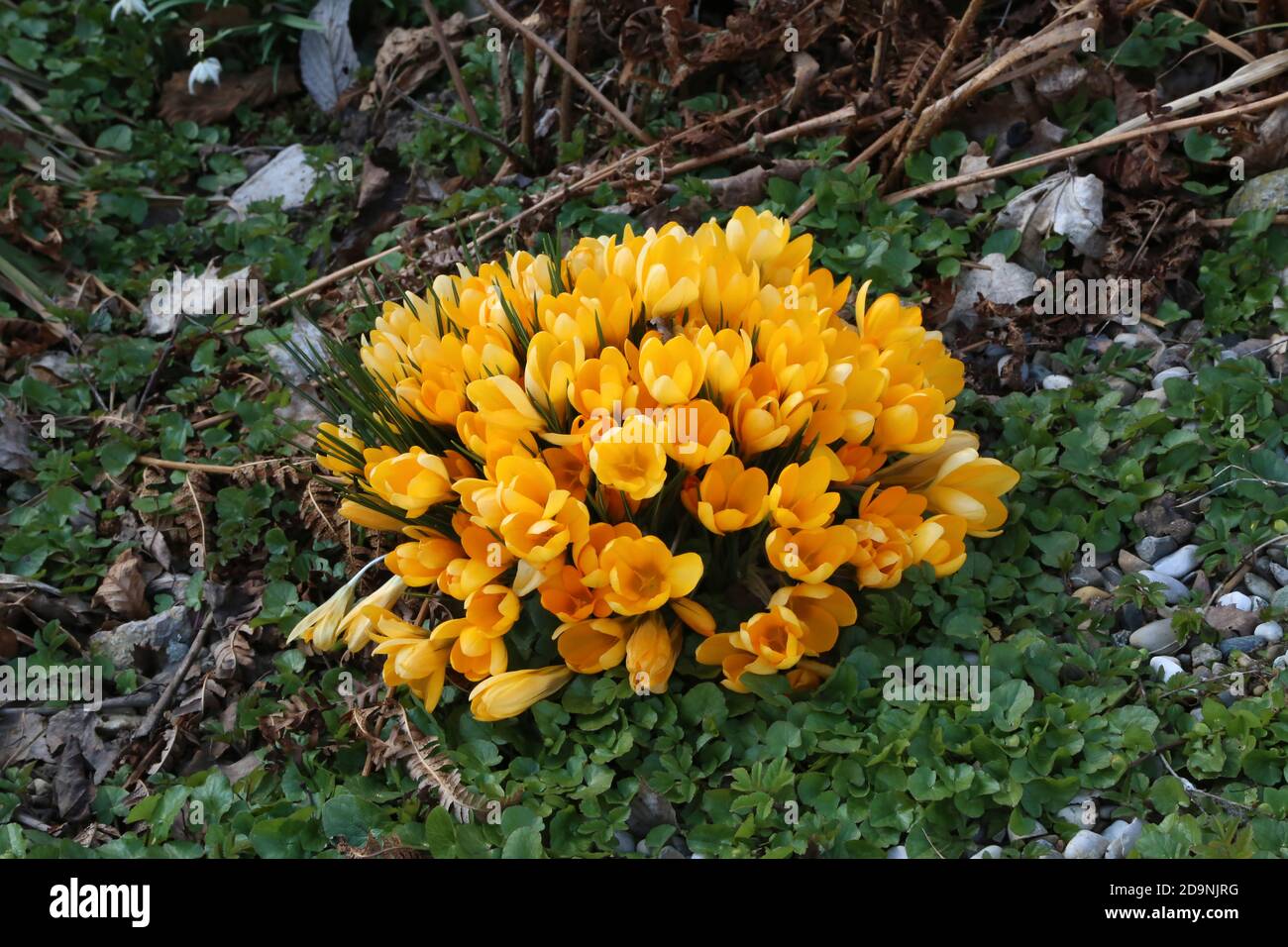Group of birght yellow crocus flowering in early spring Stock Photo - Alamy