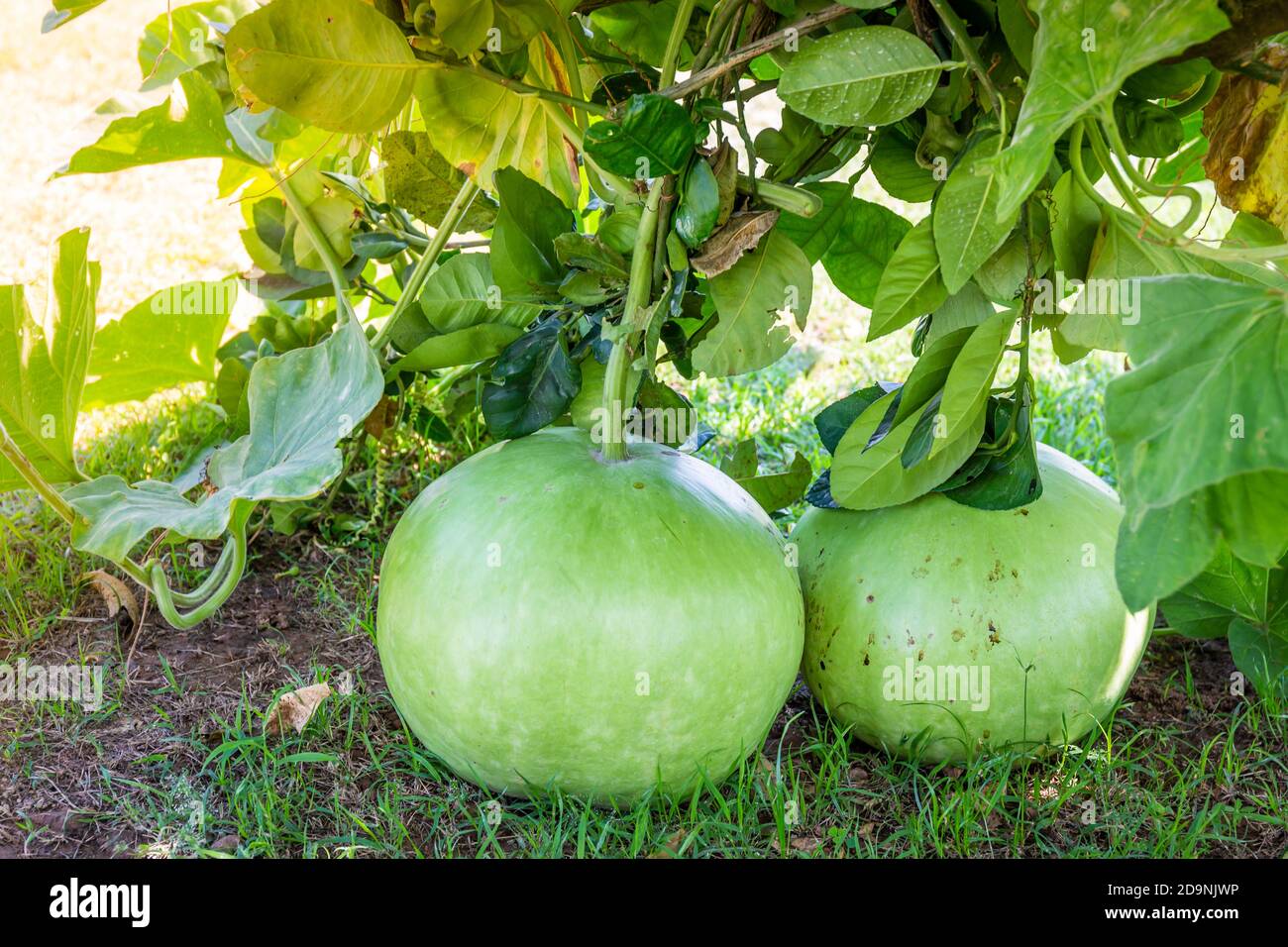 Melon in the garden on the grass, ready to eat Stock Photo - Alamy