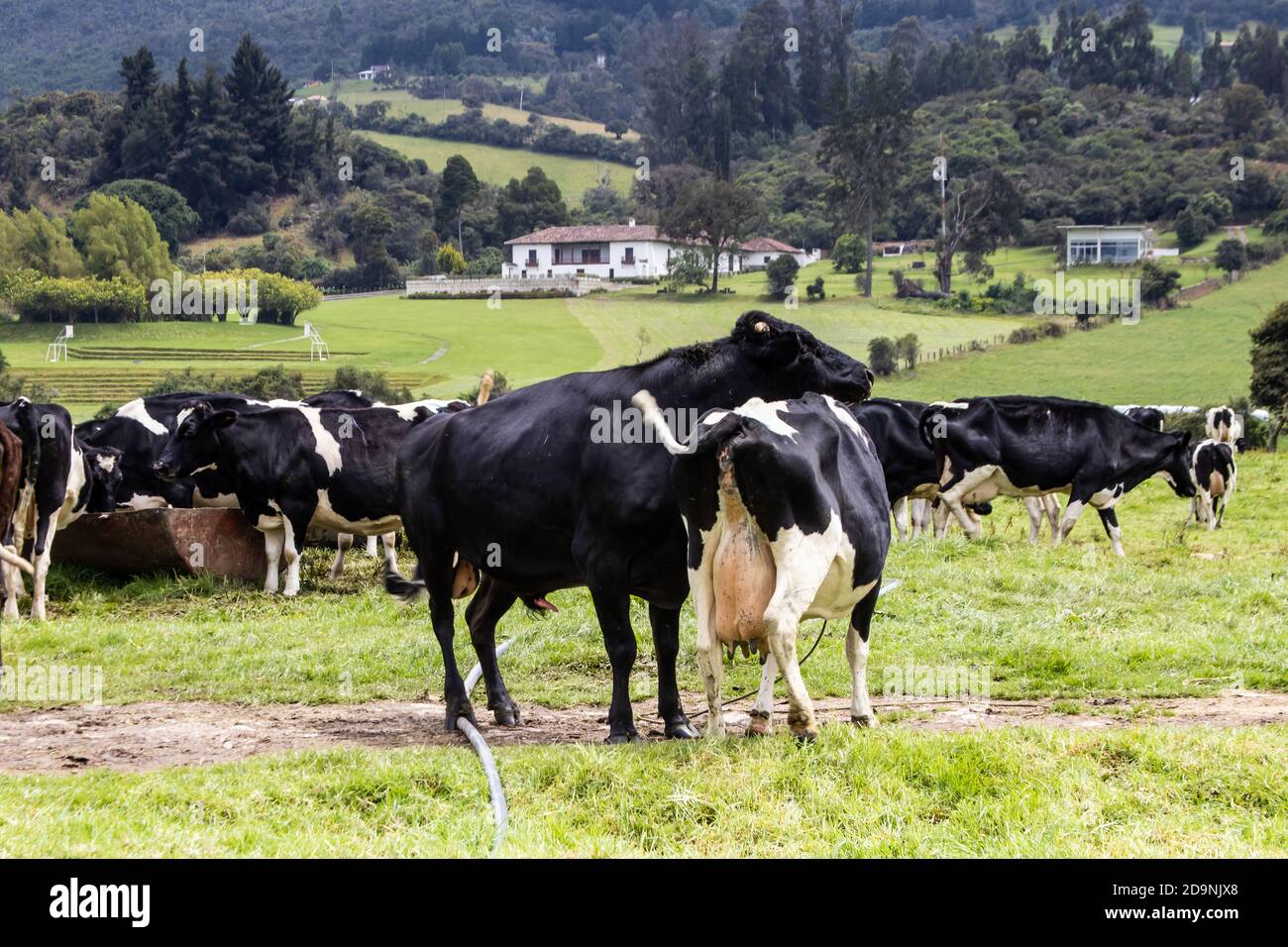 Herd of dairy cattle in La Calera in the department of Cundinamarca ...