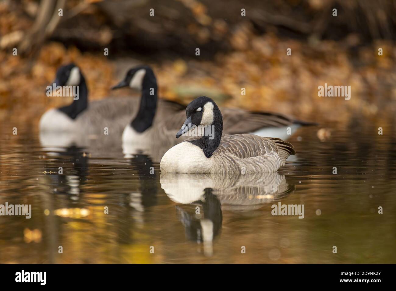 Shot of a Canadian geese swimming along ponds edge Stock Photo - Alamy