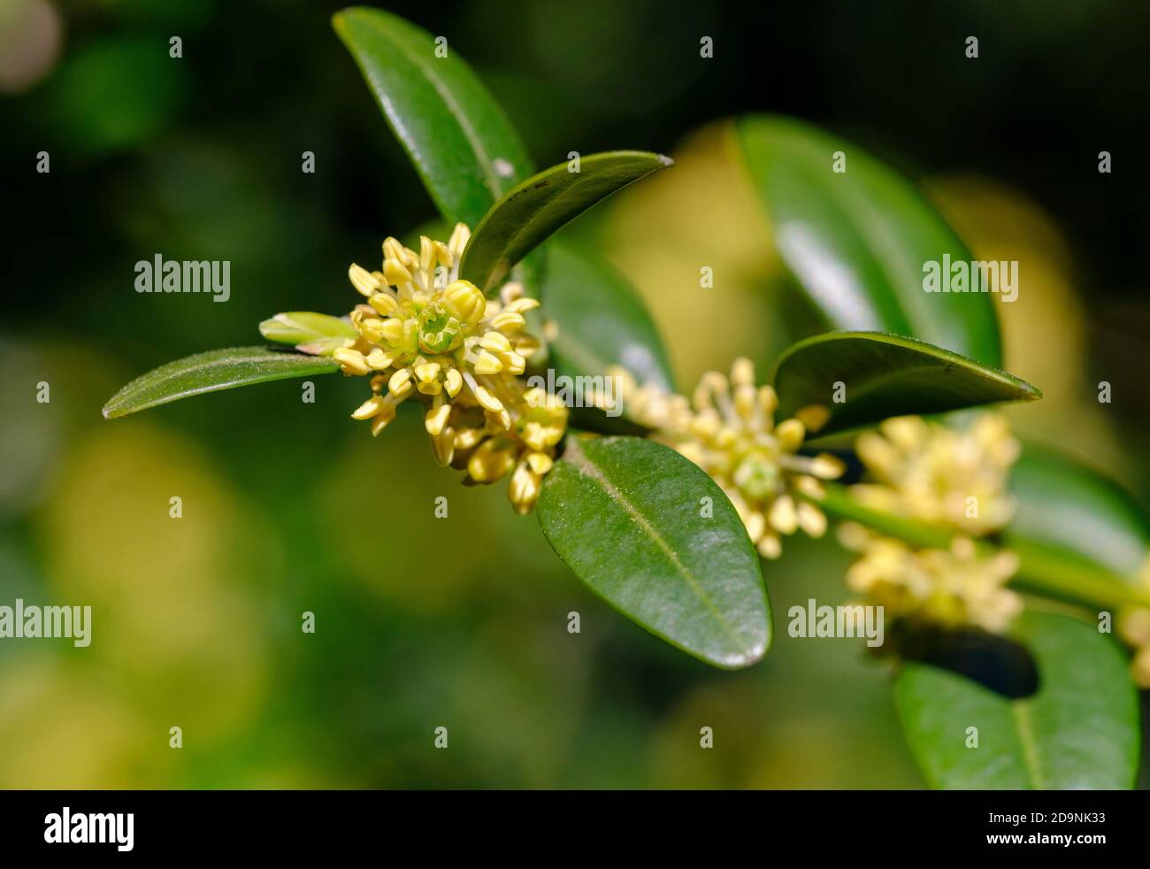 Boxwood buxus sempervirens hi-res stock photography and images - Alamy