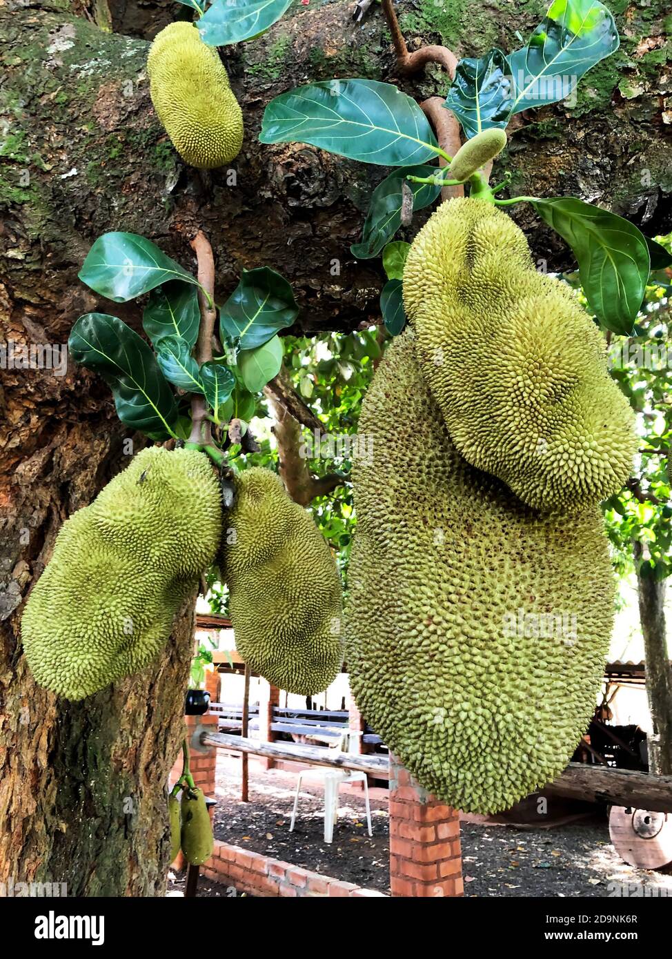 Jackfruit texture hi-res stock photography and images - Alamy