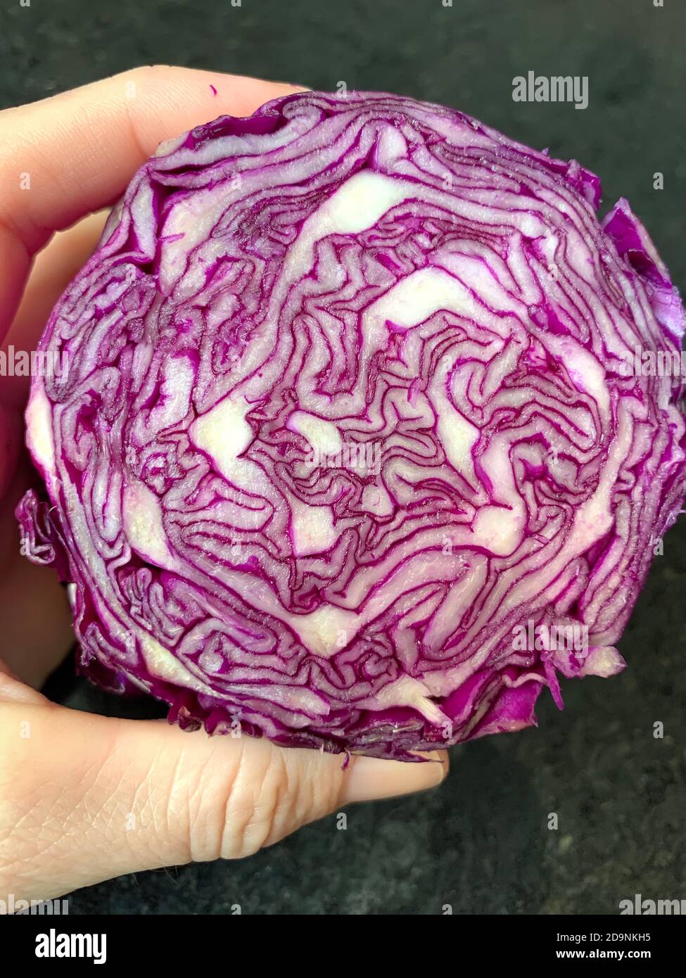 Holding a red cabbage cut in half Stock Photo - Alamy
