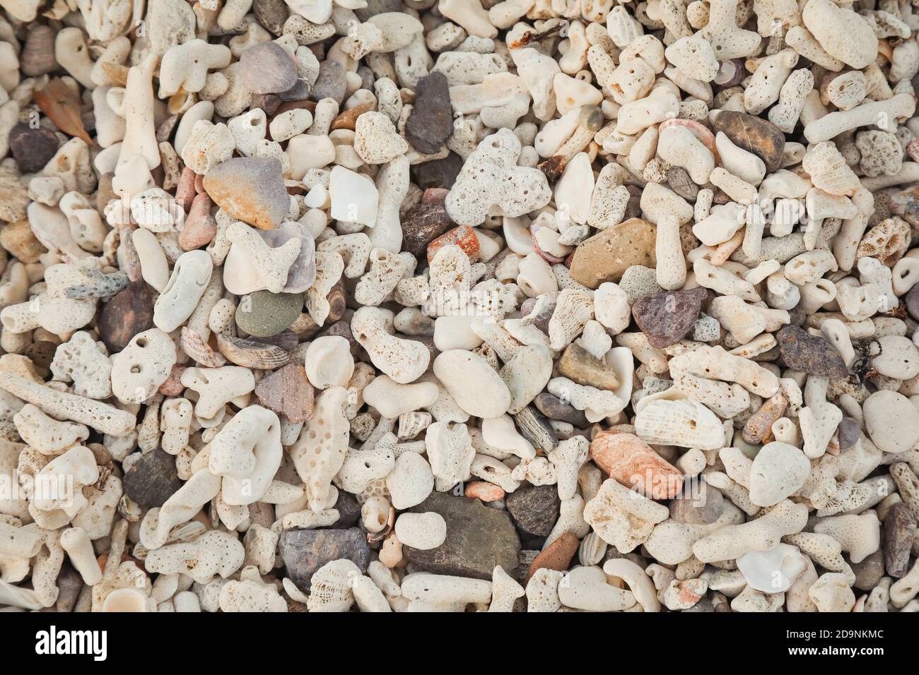 Top view shot of corals and rocks on the beach Stock Photo - Alamy