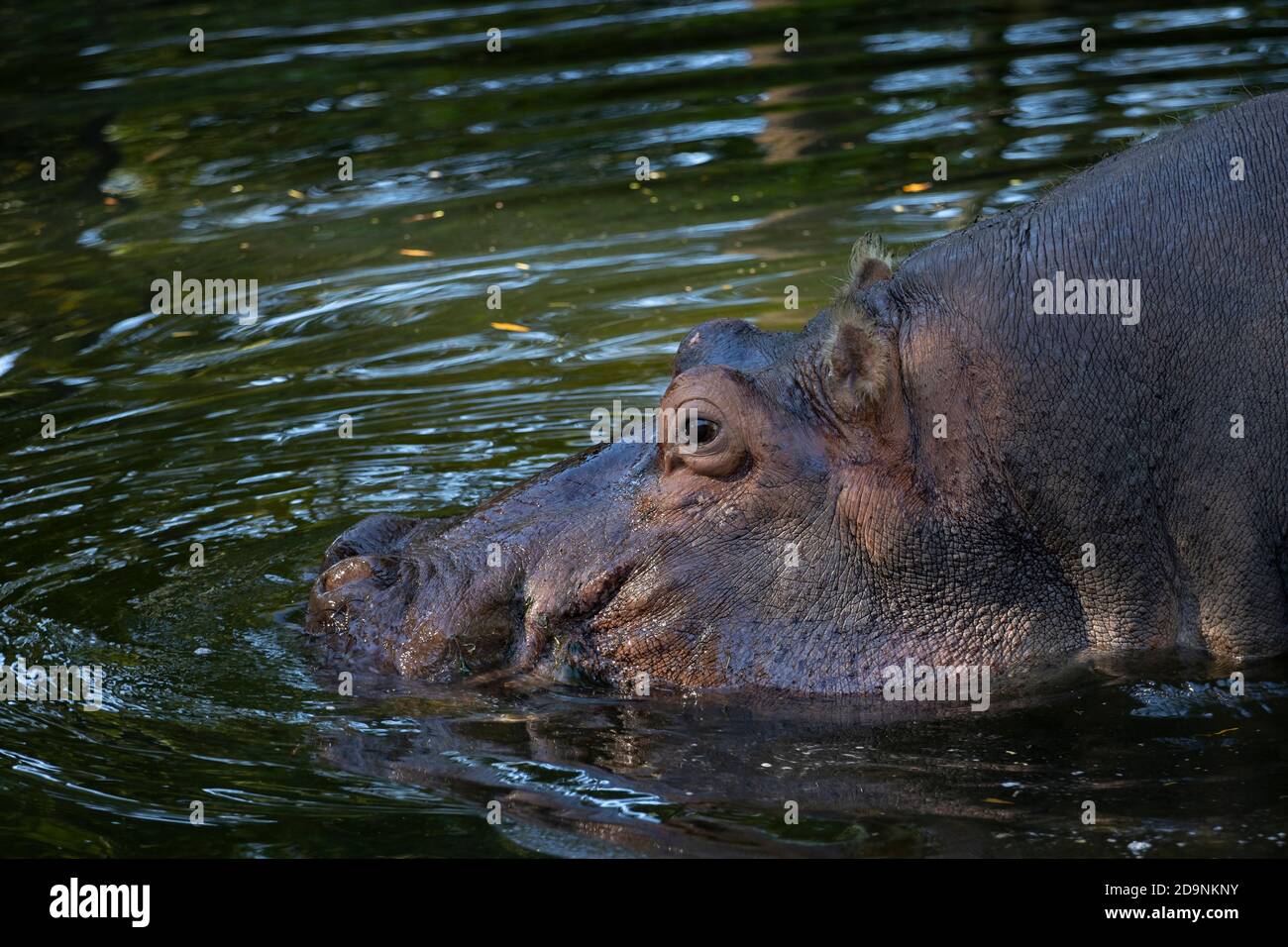A closeup of captive hippopotamus Lu at Homosassa Springs Wildlife ...