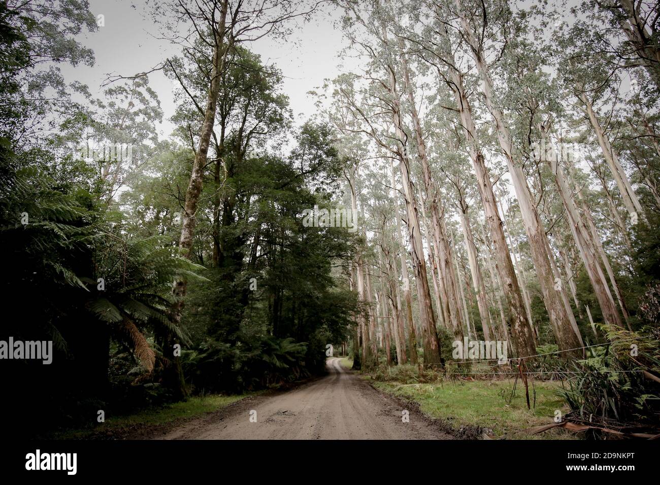 Low angle shot of mossy coniferous forest with tall tree trunks Stock ...