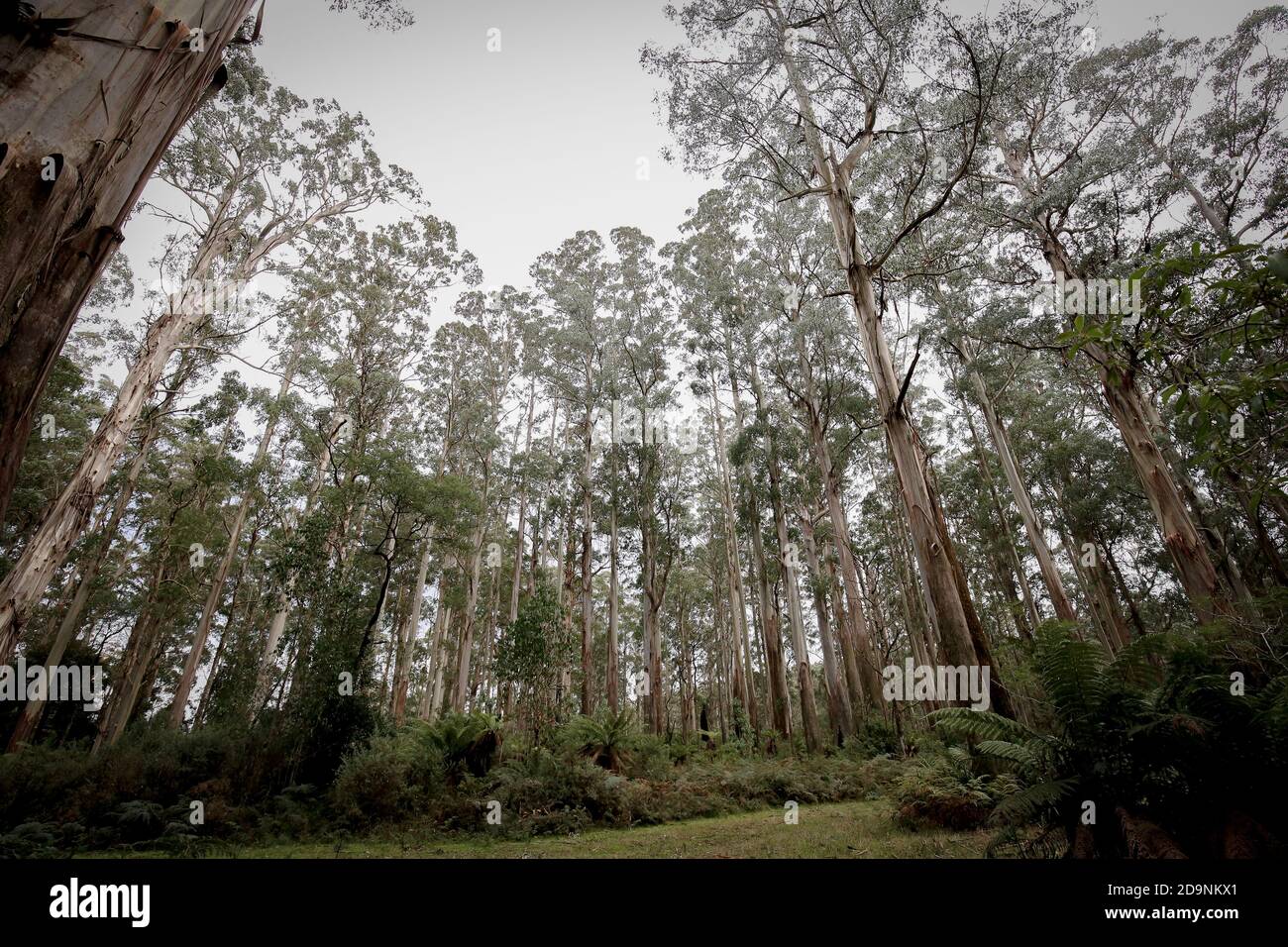 Low angle shot of mossy coniferous forest with tall tree trunks Stock ...