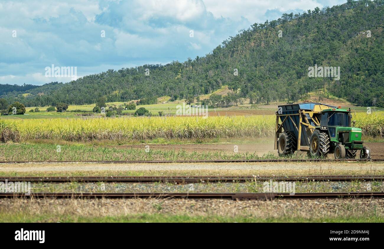Transporting sugar cane hi-res stock photography and images - Alamy