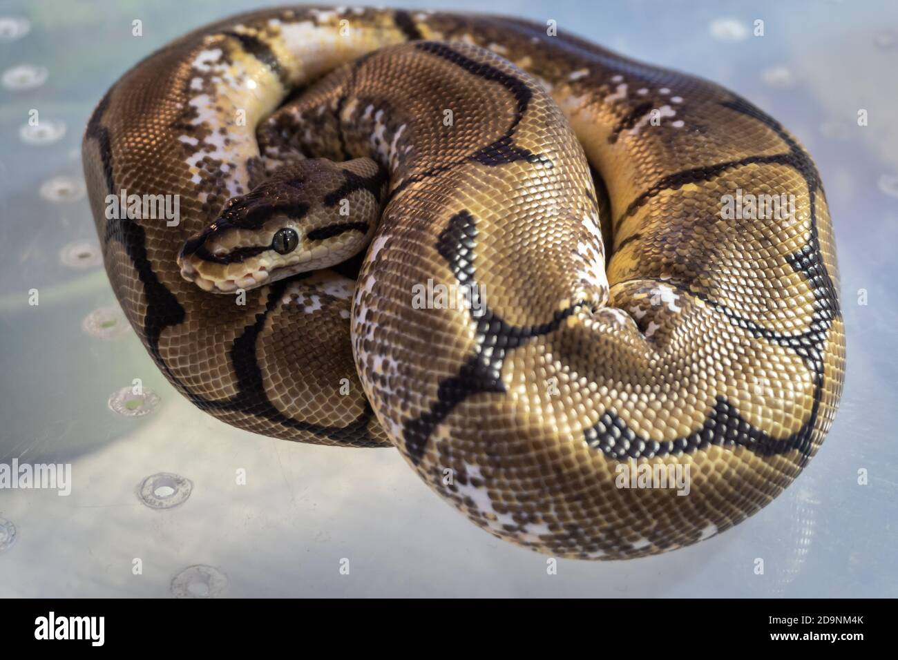 Boa constrictor mouth hi-res stock photography and images - Alamy