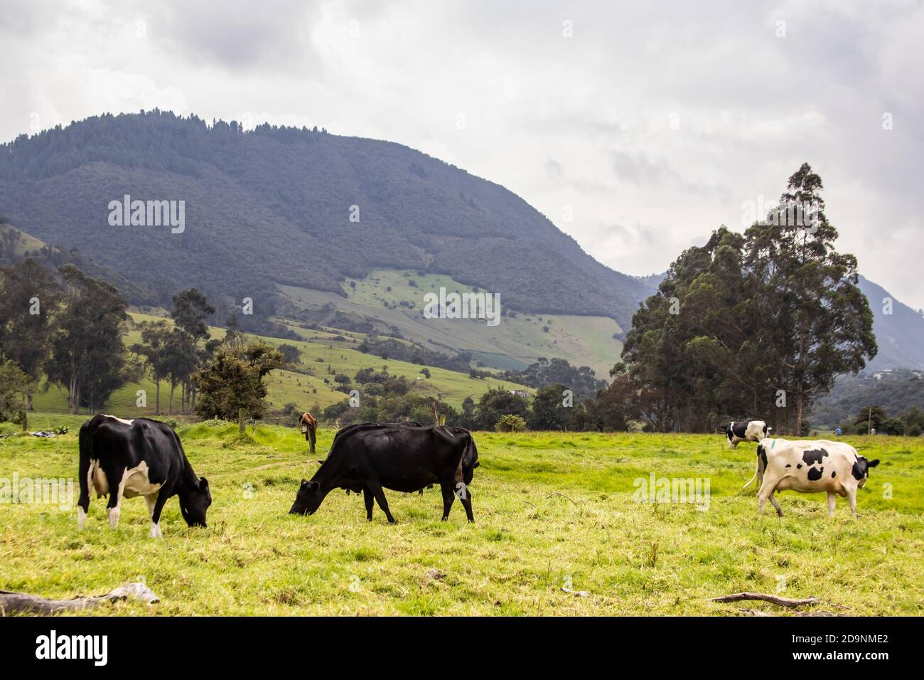 Herd of dairy cattle in La Calera in the department of Cundinamarca ...