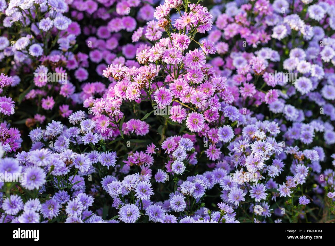 Margaret flower hi-res stock photography and images - Alamy