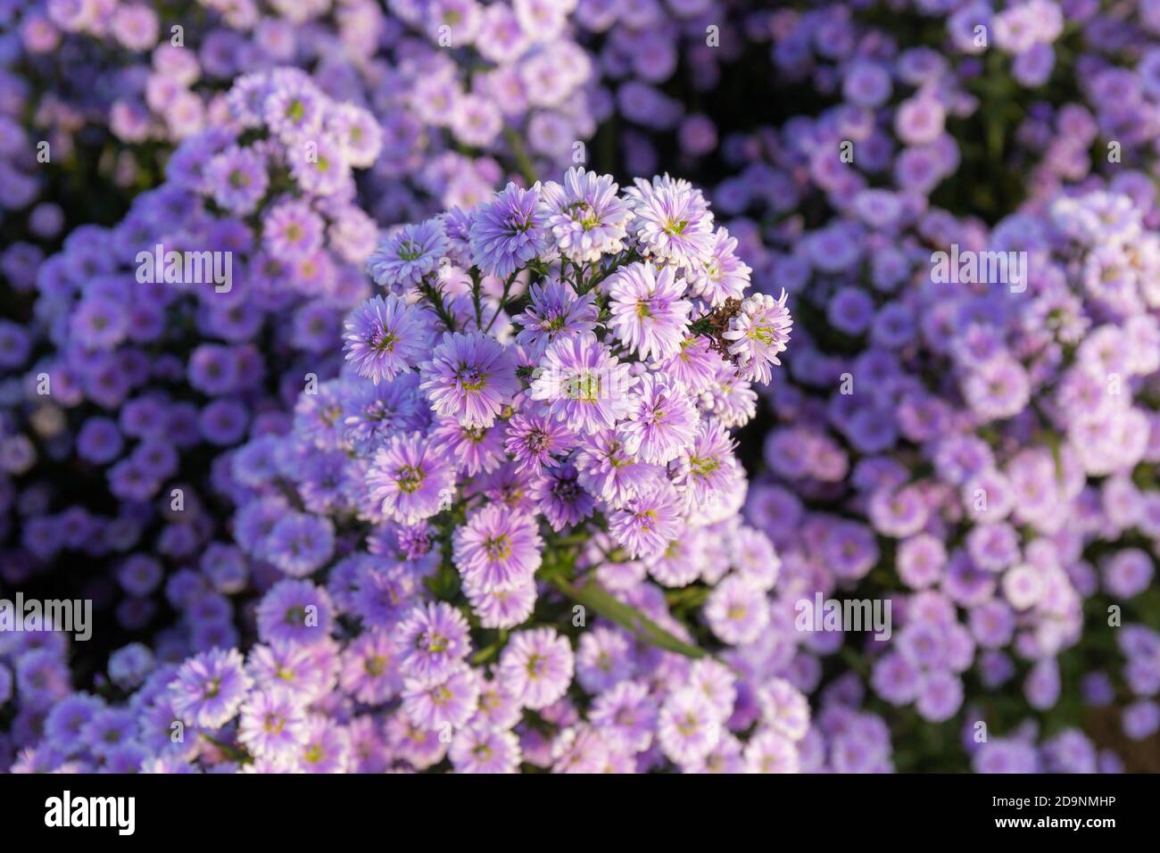 Margaret flower hi-res stock photography and images - Alamy