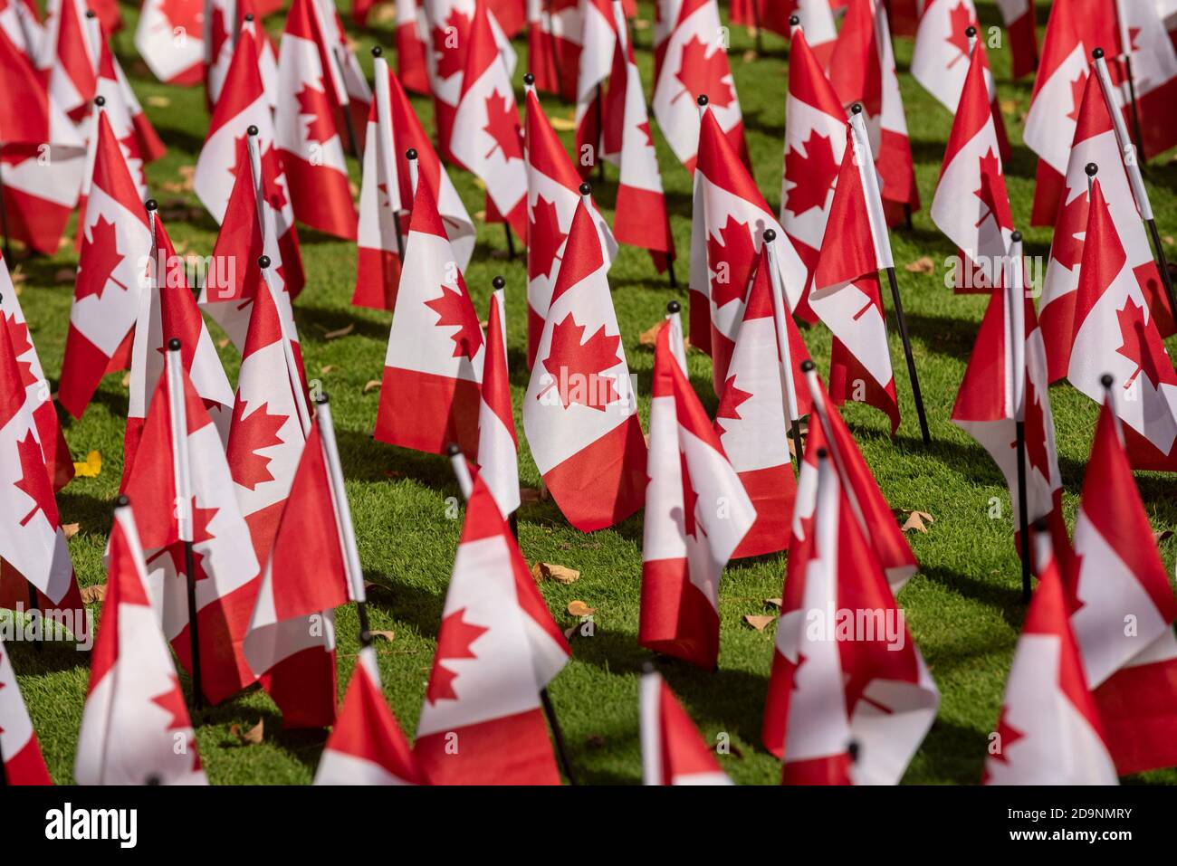 Toronto, Canada. 6 November 2020. Canadian flags on display at the ...