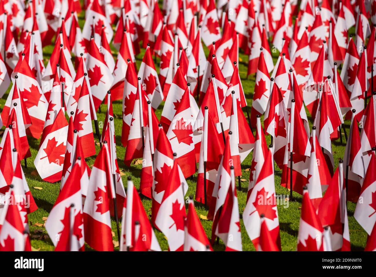 Toronto, Canada. 6 November 2020. Canadian flags on display at the ...