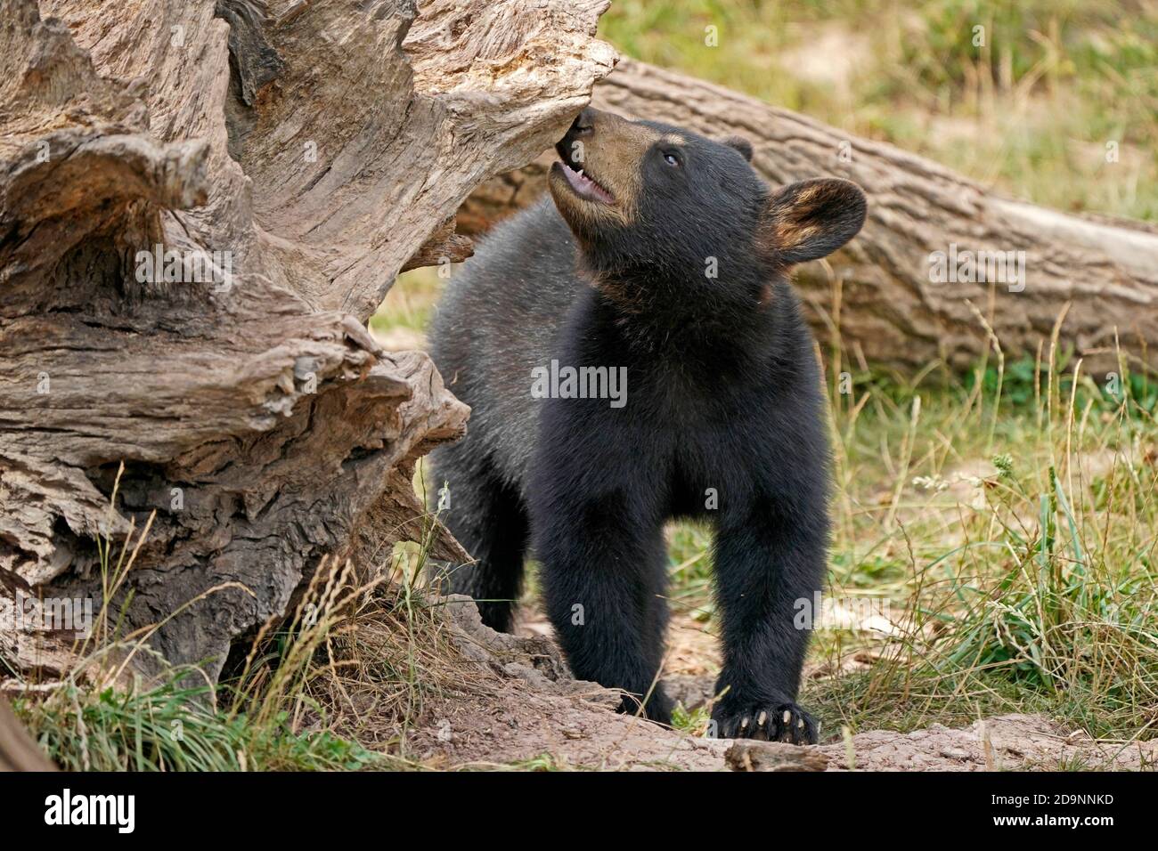 Black bear (Ursus americanus), cub standing on a root, France Stock ...