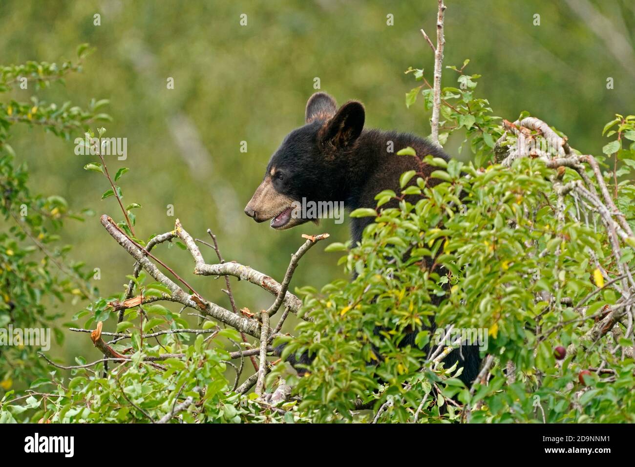 Black Bear Ursus Americanus Cub Climbs In A Tree France Stock Photo