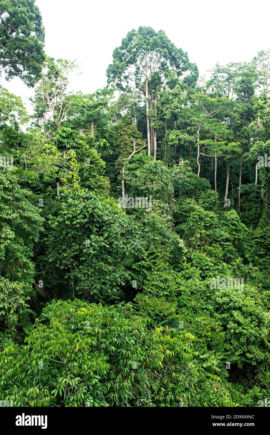 Typical storey structure of the tropical rainforest with giant trees hi ...