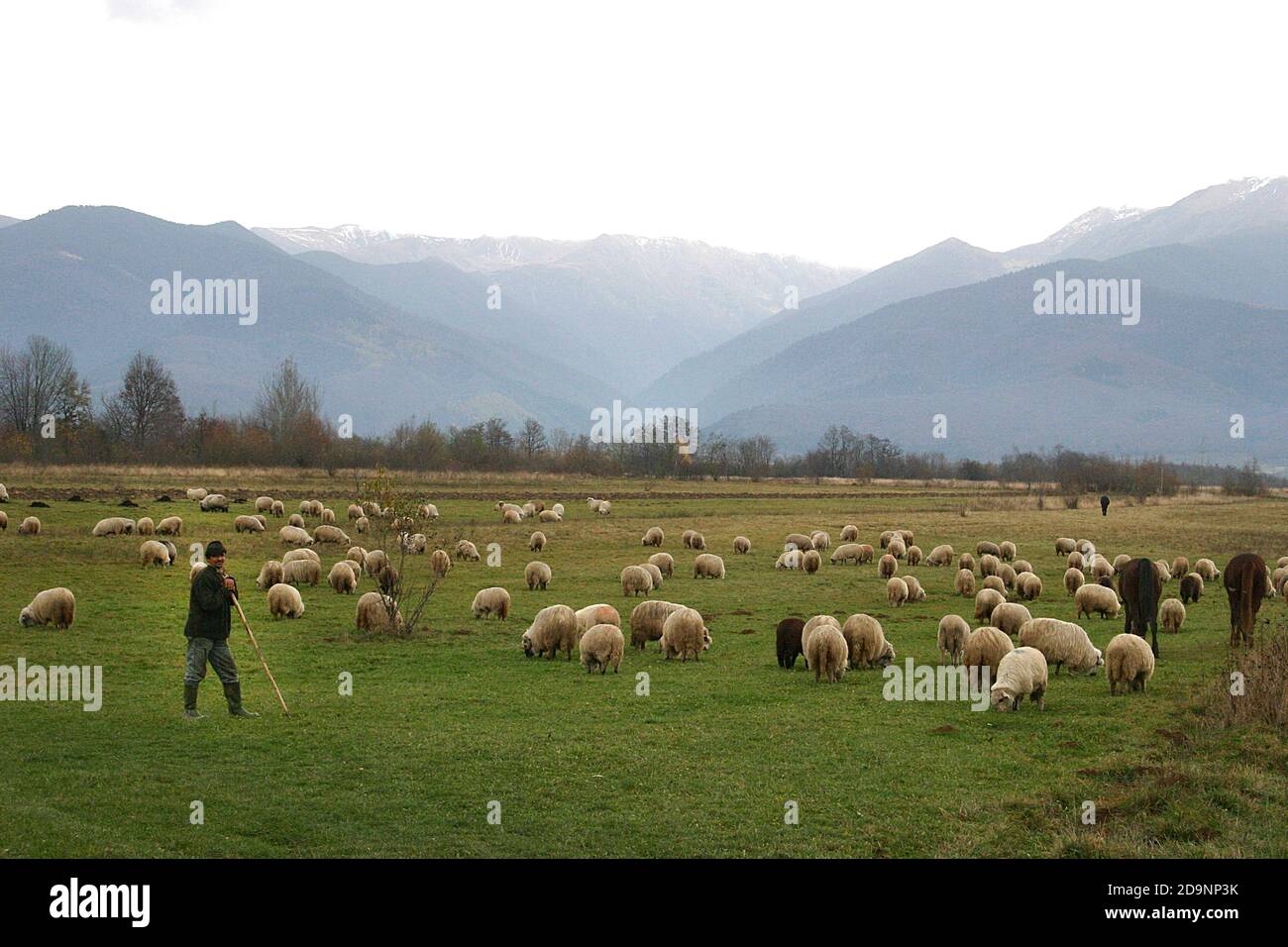 Flock of sheep and shepherd in the Carpathian Mountains, Romania Stock ...
