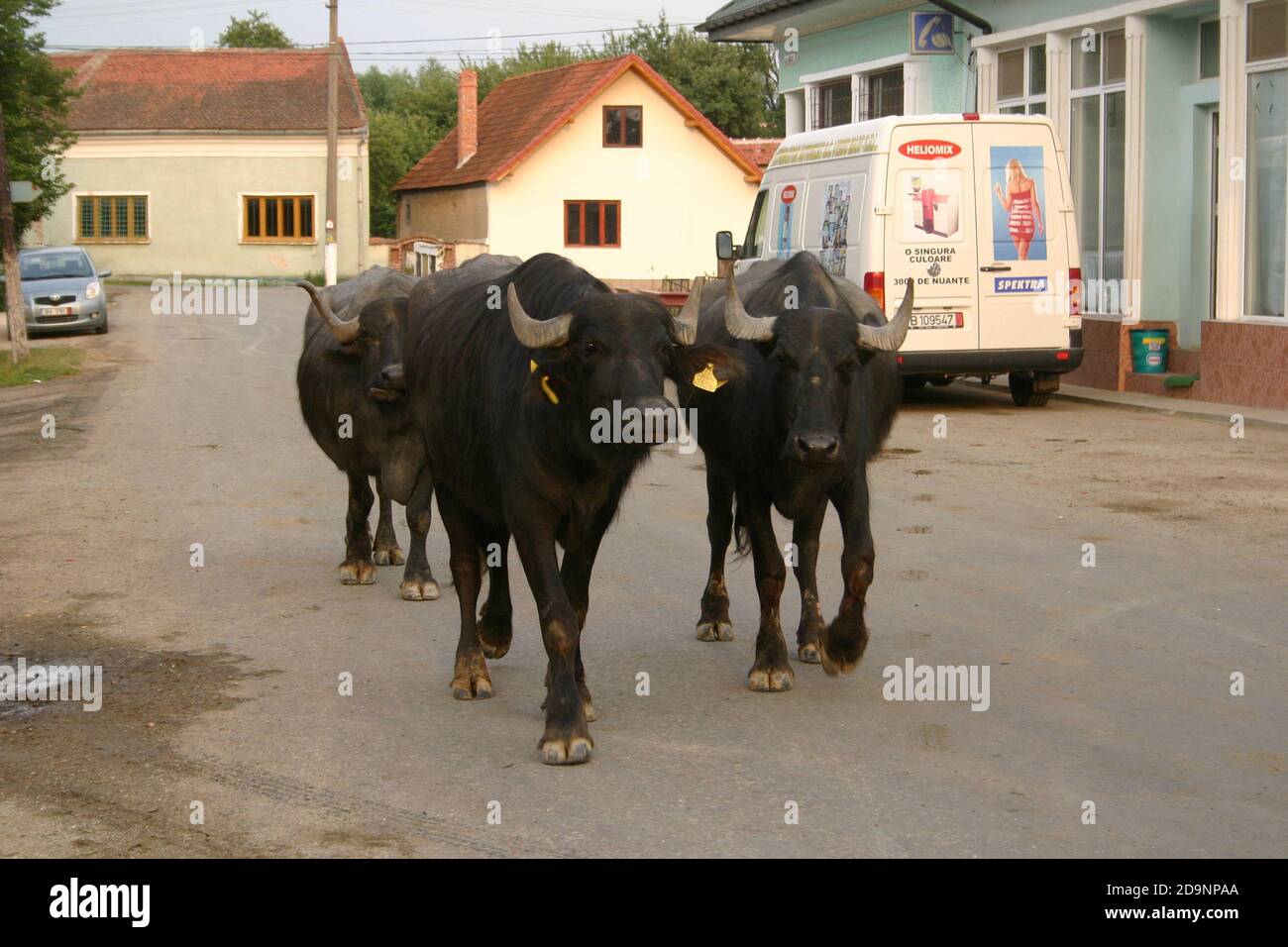 Bivolita hi-res stock photography and images - Alamy