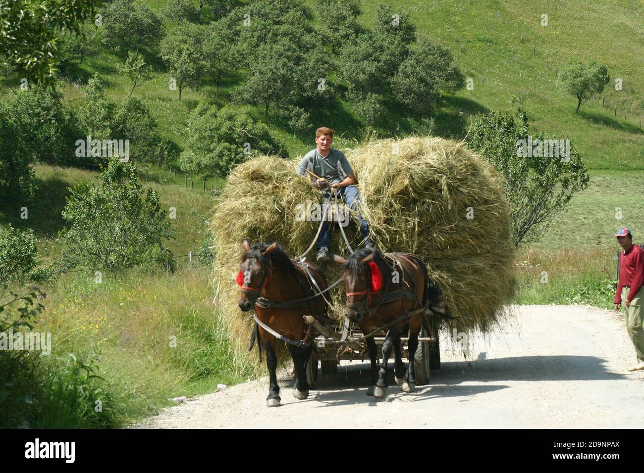 Transylvania, Romania. Horse-drawn cart filled with hay, with the ...
