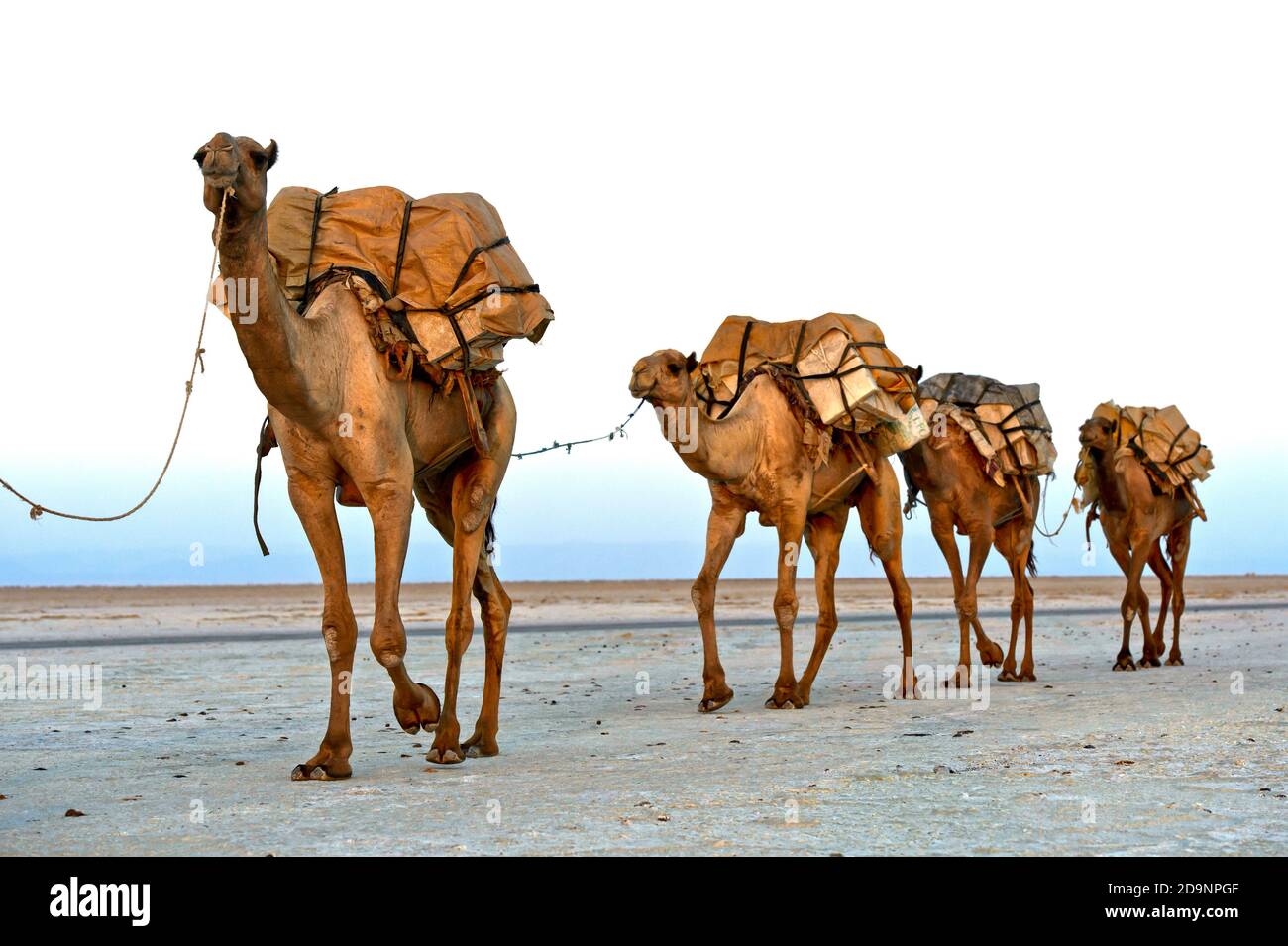 Loaded camels hi-res stock photography and images - Alamy