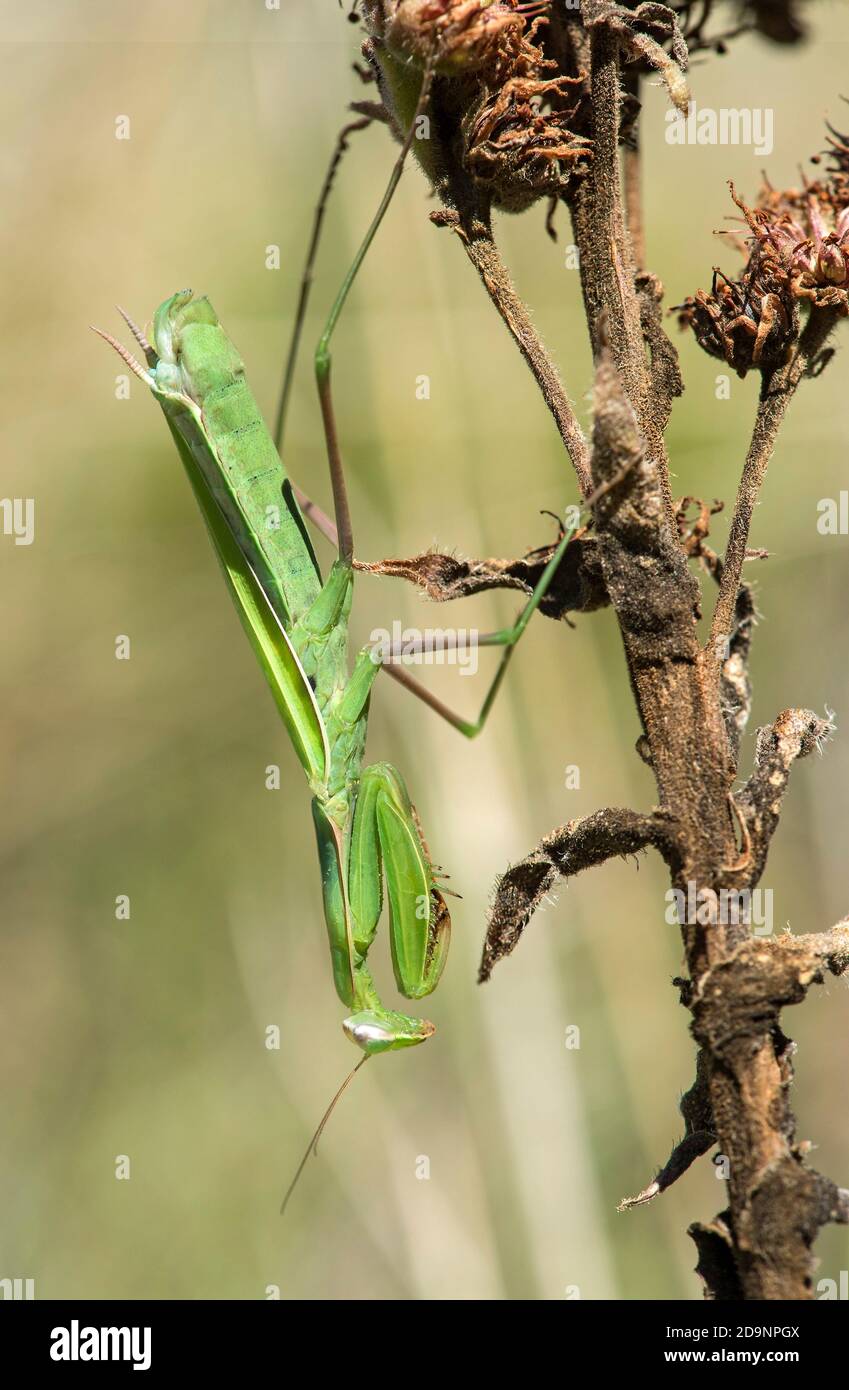 Basic colour hi-res stock photography and images - Alamy