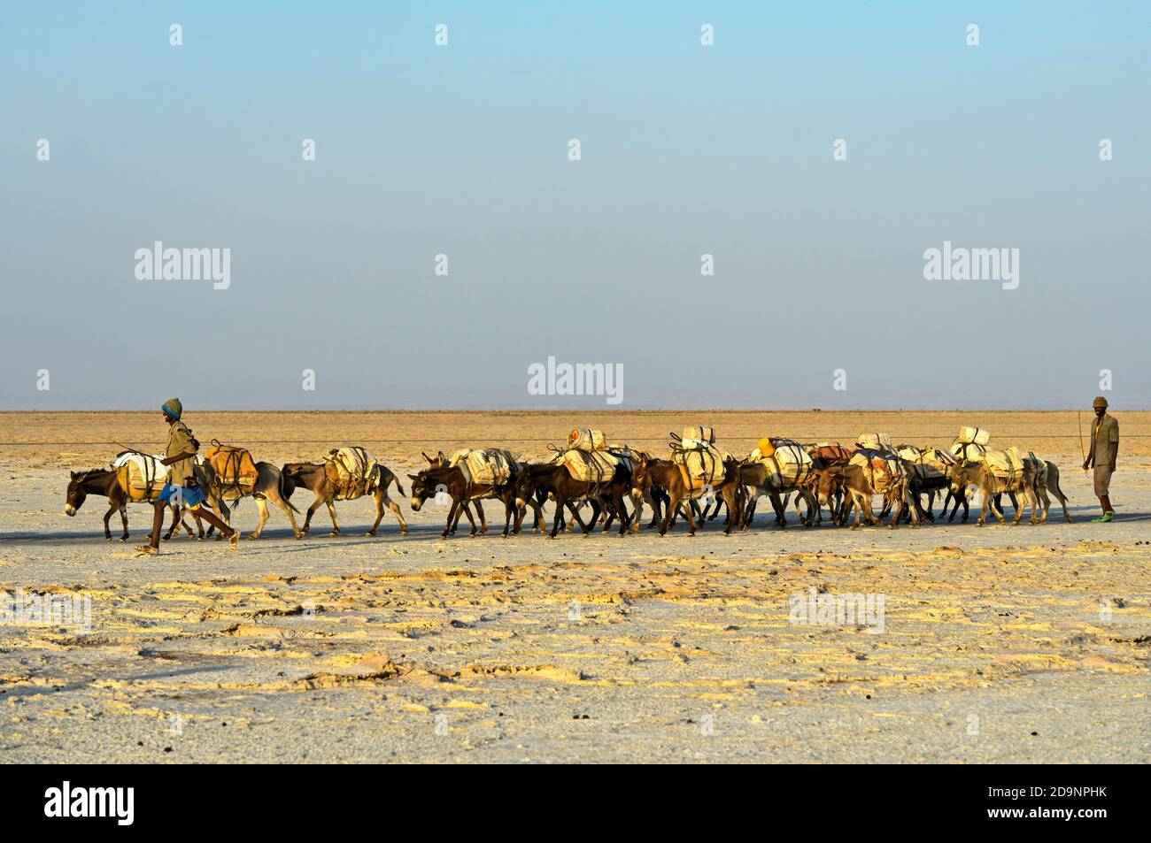 Donkey caravan danakil depression hi-res stock photography and images ...