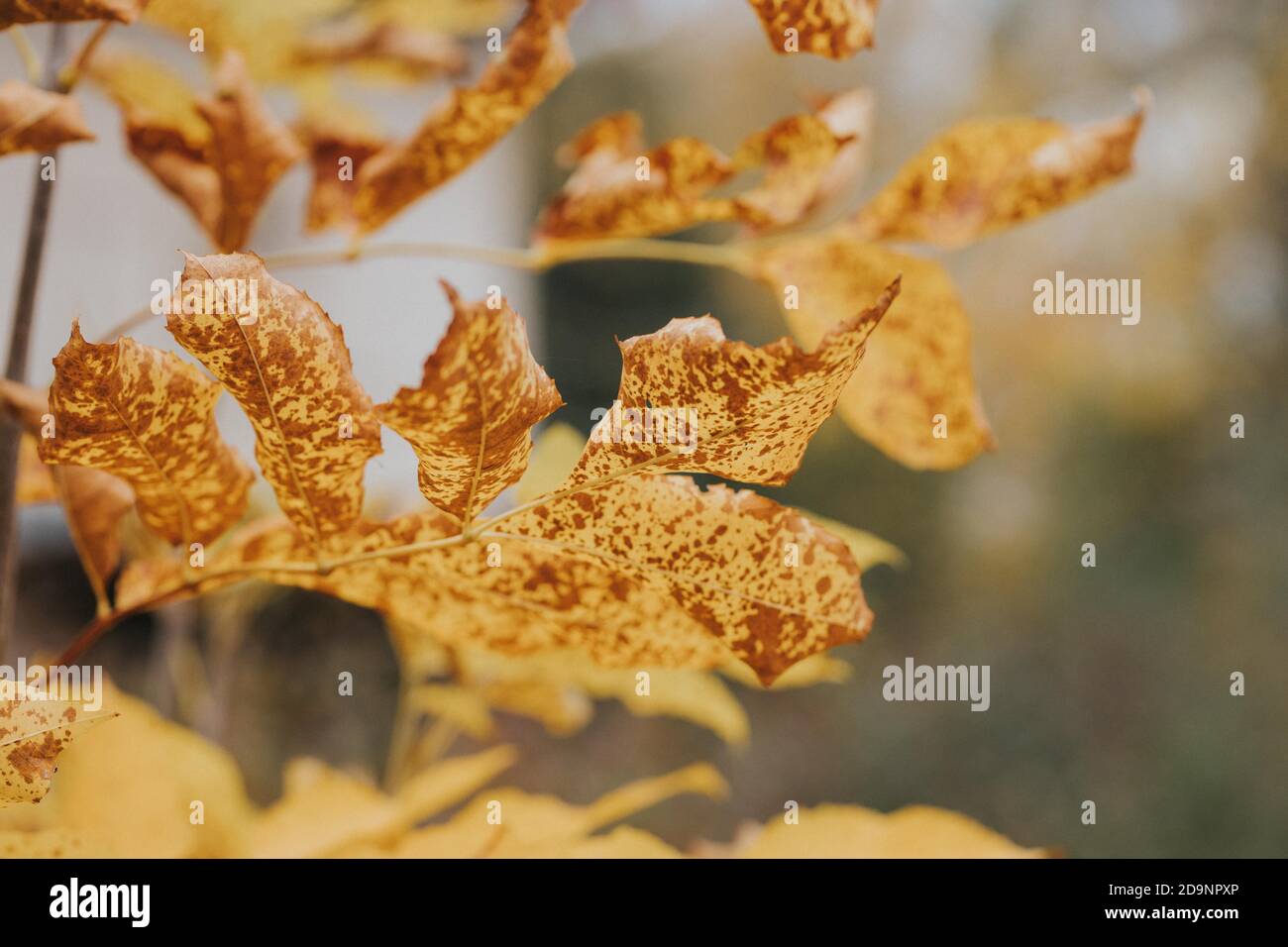 A selective focus shot of autumn leaves on a daytime Stock Photo - Alamy