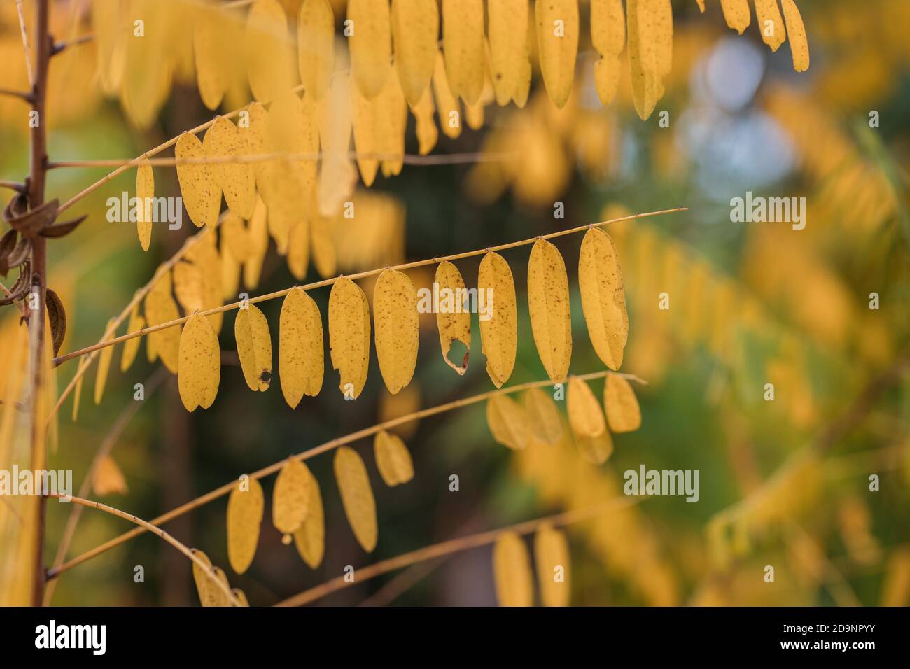 A selective focus shot of autumn leaves on a daytime Stock Photo - Alamy