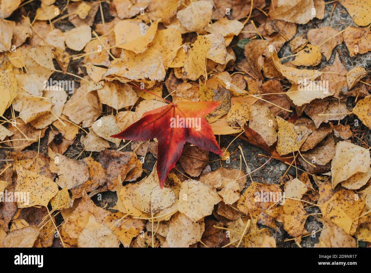 A selective focus shot of autumn leaves on the ground Stock Photo - Alamy